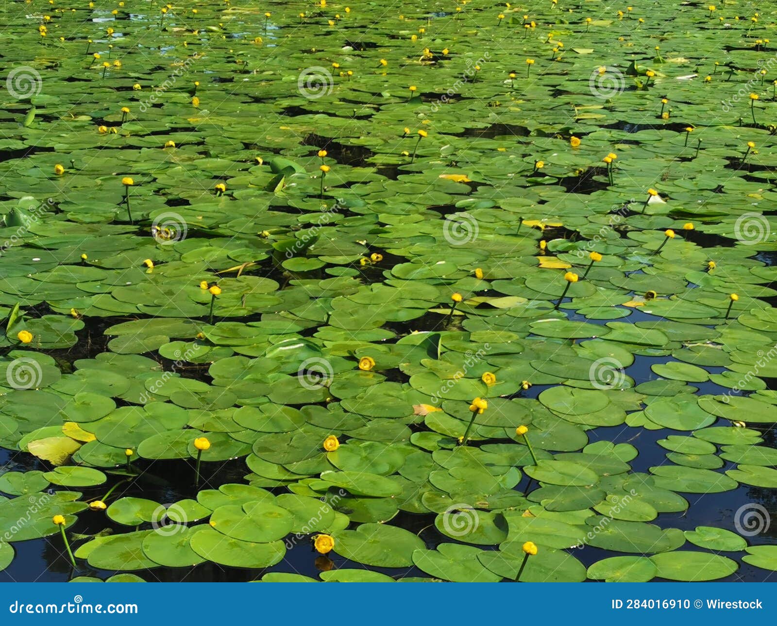 Peaceful Pond Scene Featuring Lush Green Lily Pads Stock Photo - Image ...