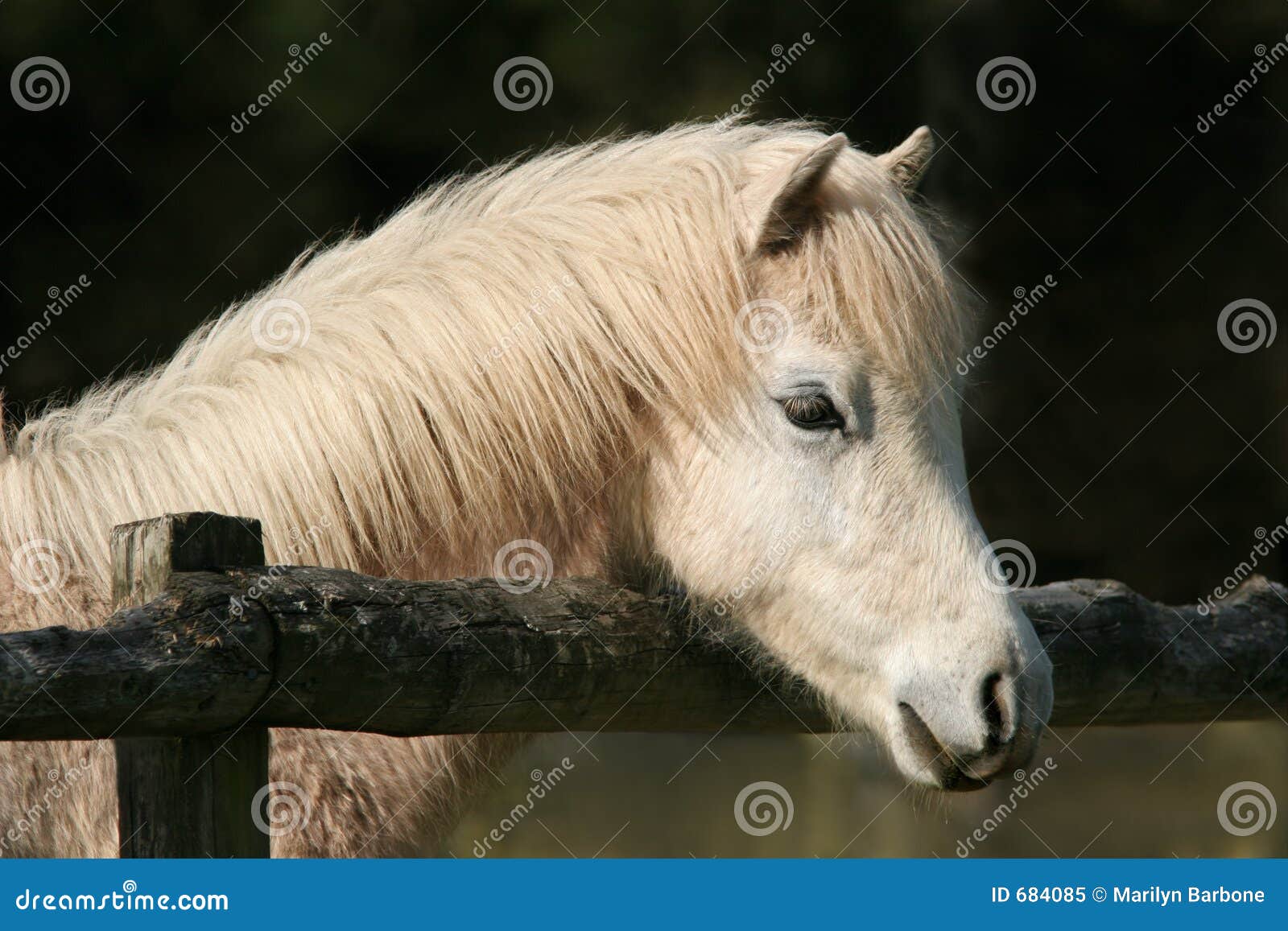 Peaceful Pony stock image. Image of ponies, horse, beautiful - 684085