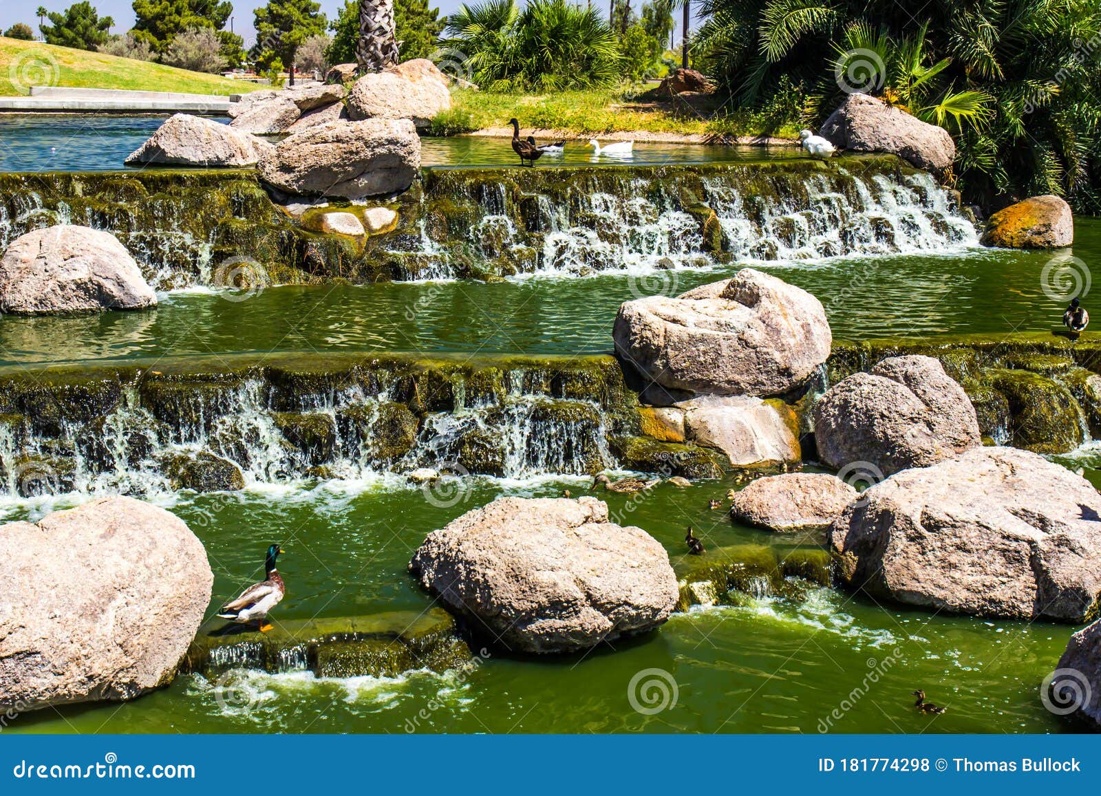Peaceful Pools with Waterfalls and Ducks Stock Photo - Image of pools ...