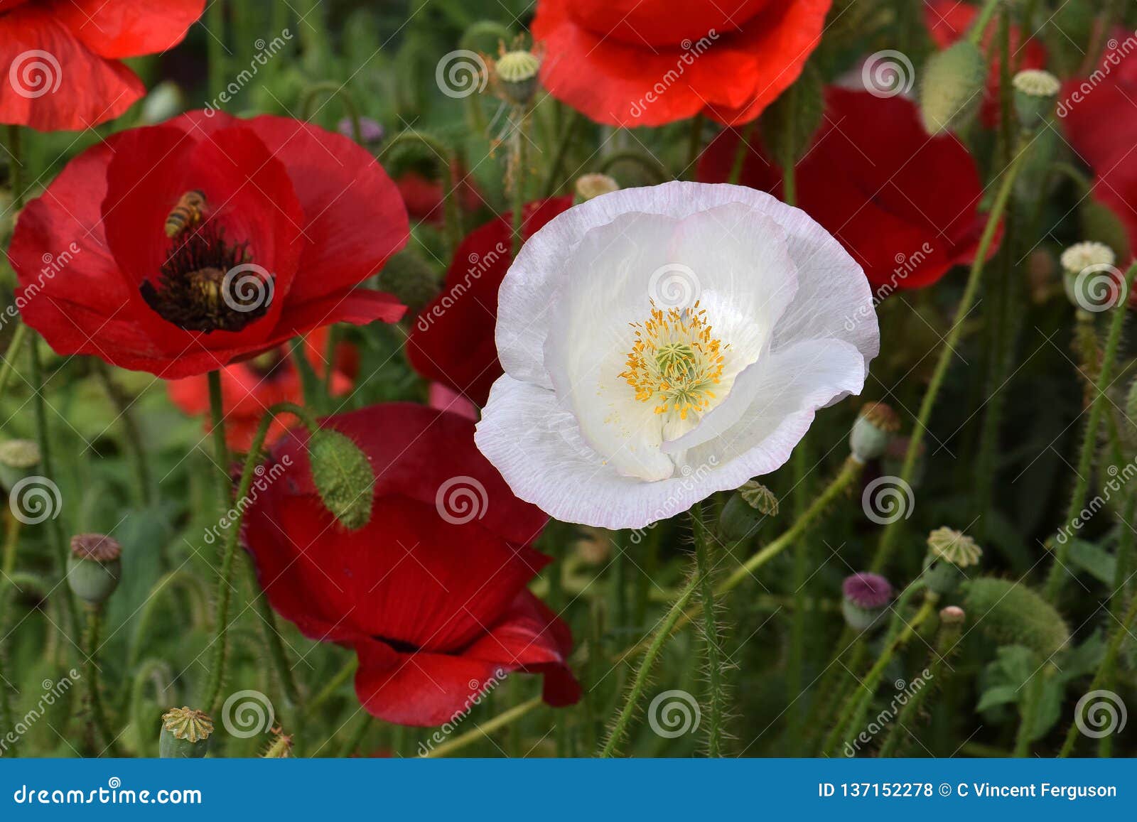White Peace Poppy in Crimson Field 02 Stock Photo - Image of flower ...