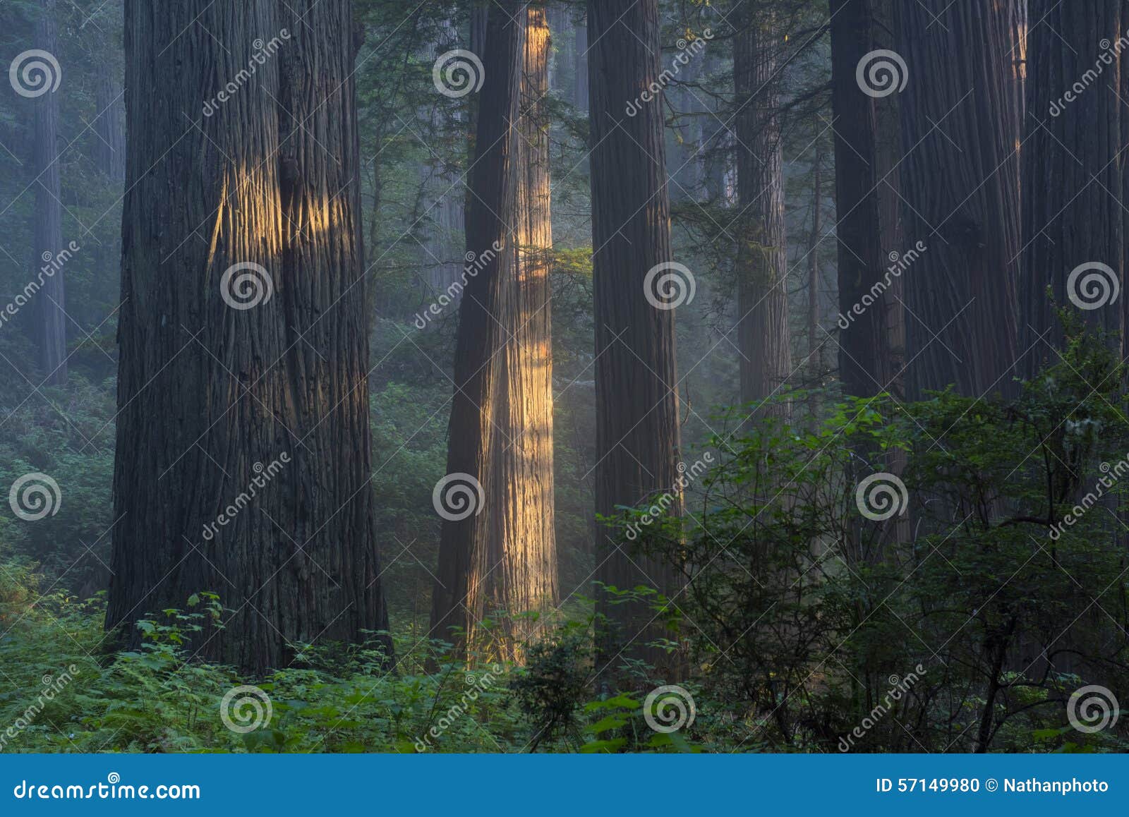 Peaceful redwood grove stock photo. Image of green, nature - 57149980