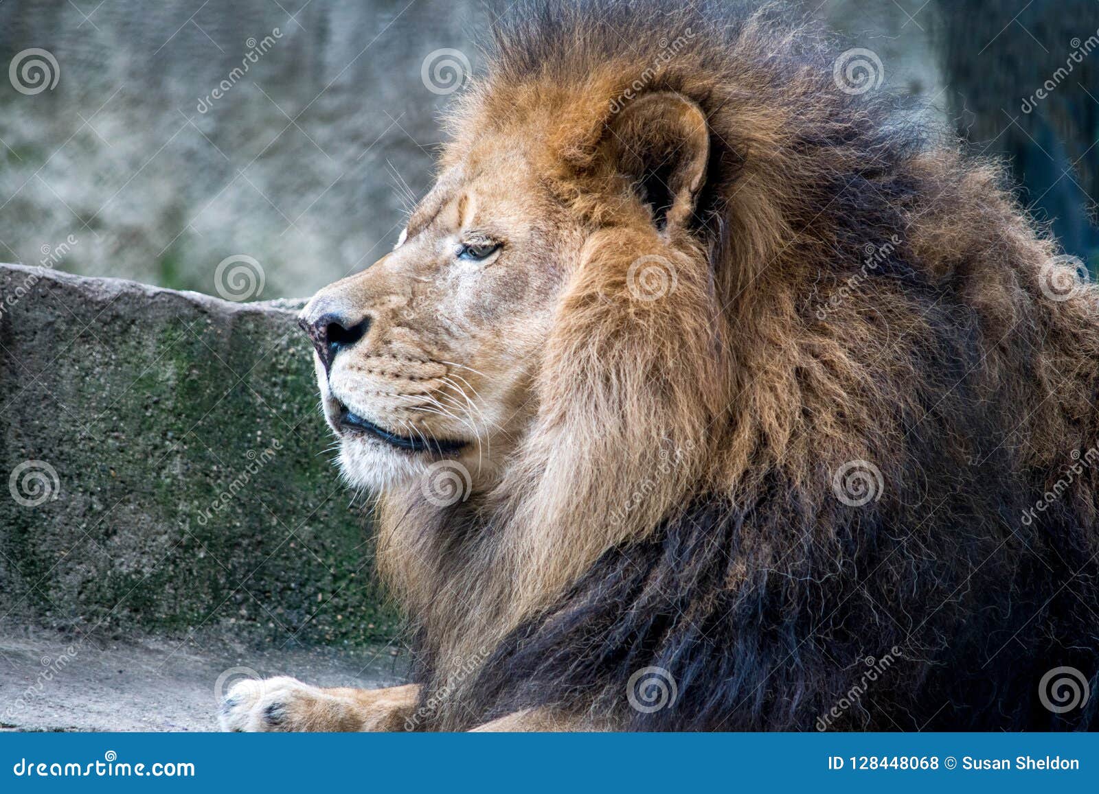 Portrait of a Peaceful, Regal Lion Stock Photo - Image of close, nature ...