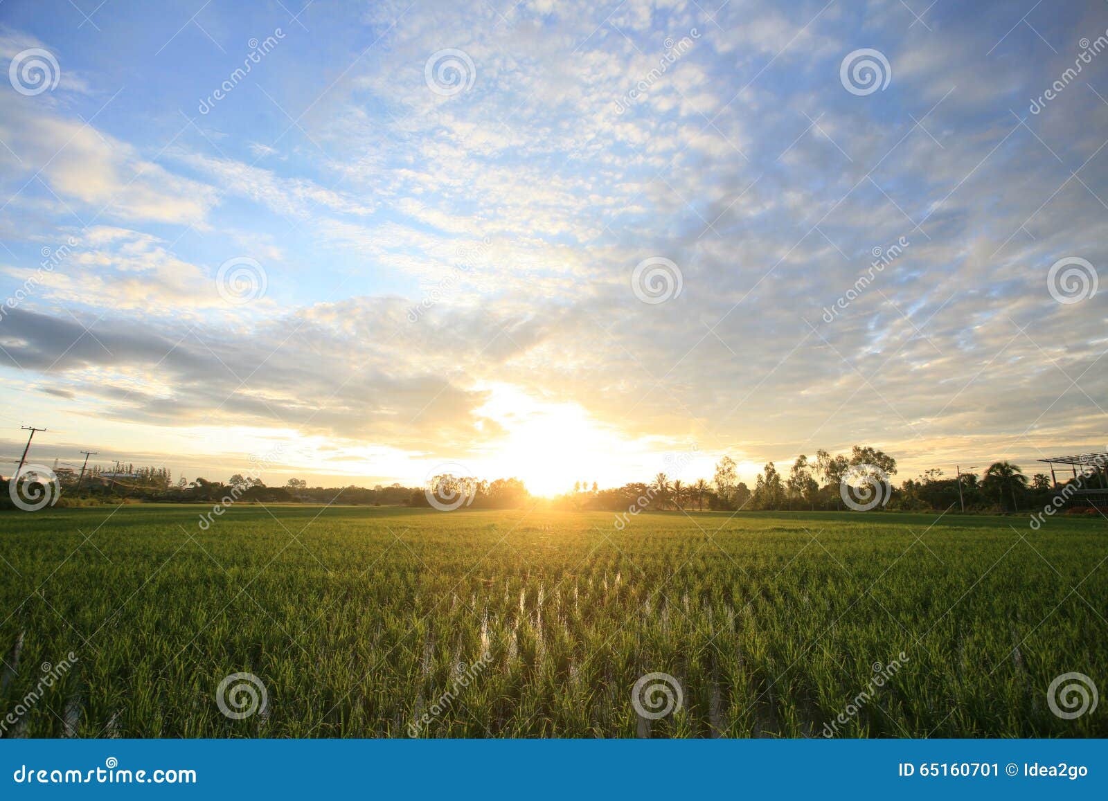 A Peaceful Rice Field on Sunrise Sky Background Stock Image - Image of ...
