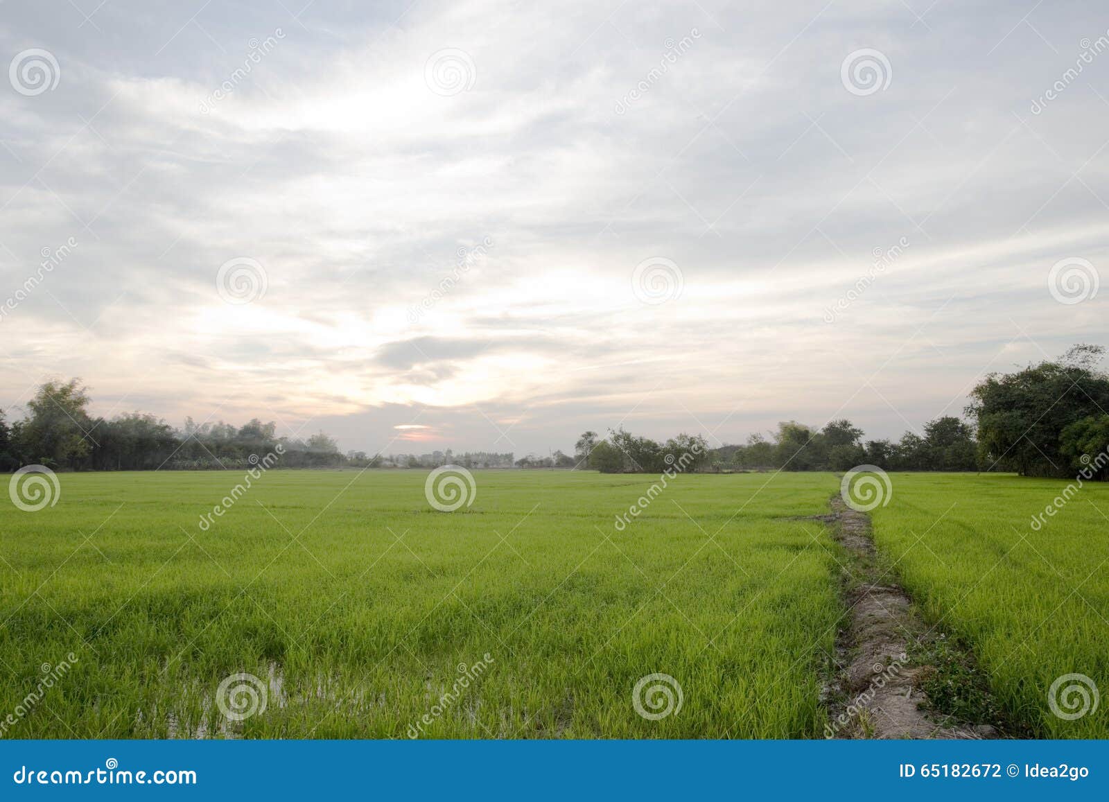 Peaceful Rice Field on Sunrise Sky Stock Photo - Image of peaceful ...