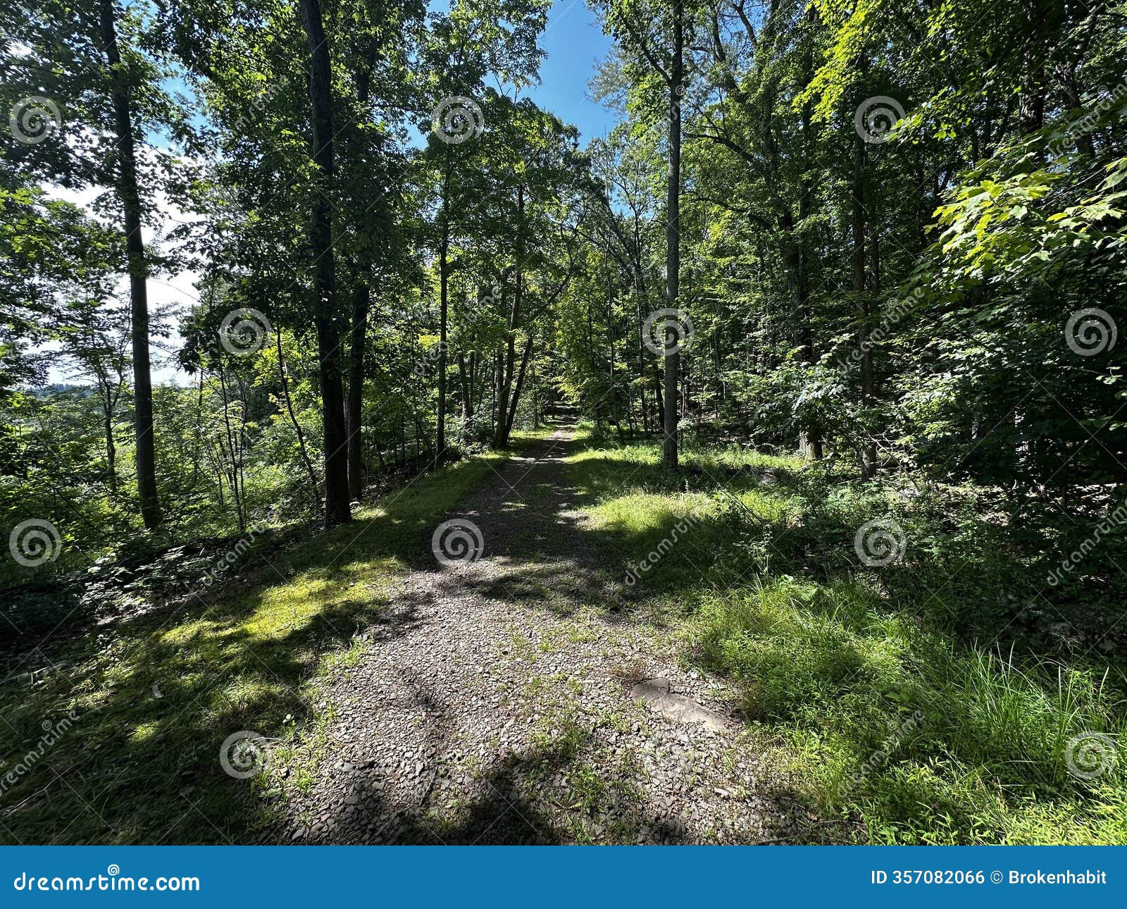 Rocky Path in Shaded Forest Stock Photo - Image of hiking, rocky: 357082066