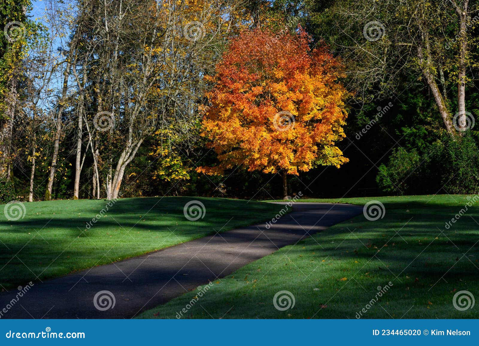 Peaceful Round Shaped Maple Tree in Fall Colors of Yellow and Orange ...