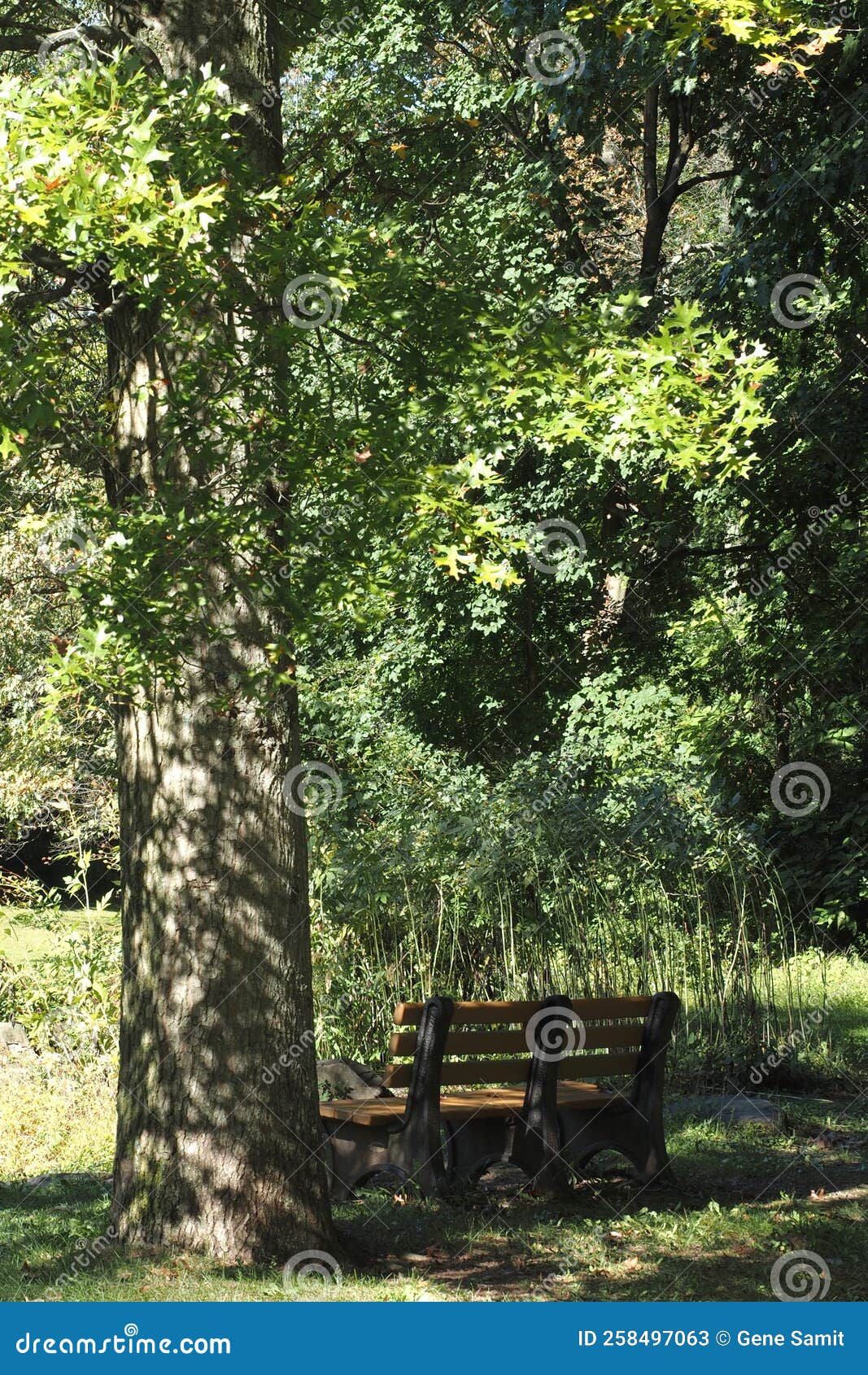 This is a Peaceful Scene with a Bench and a Tree To Provide Shade ...