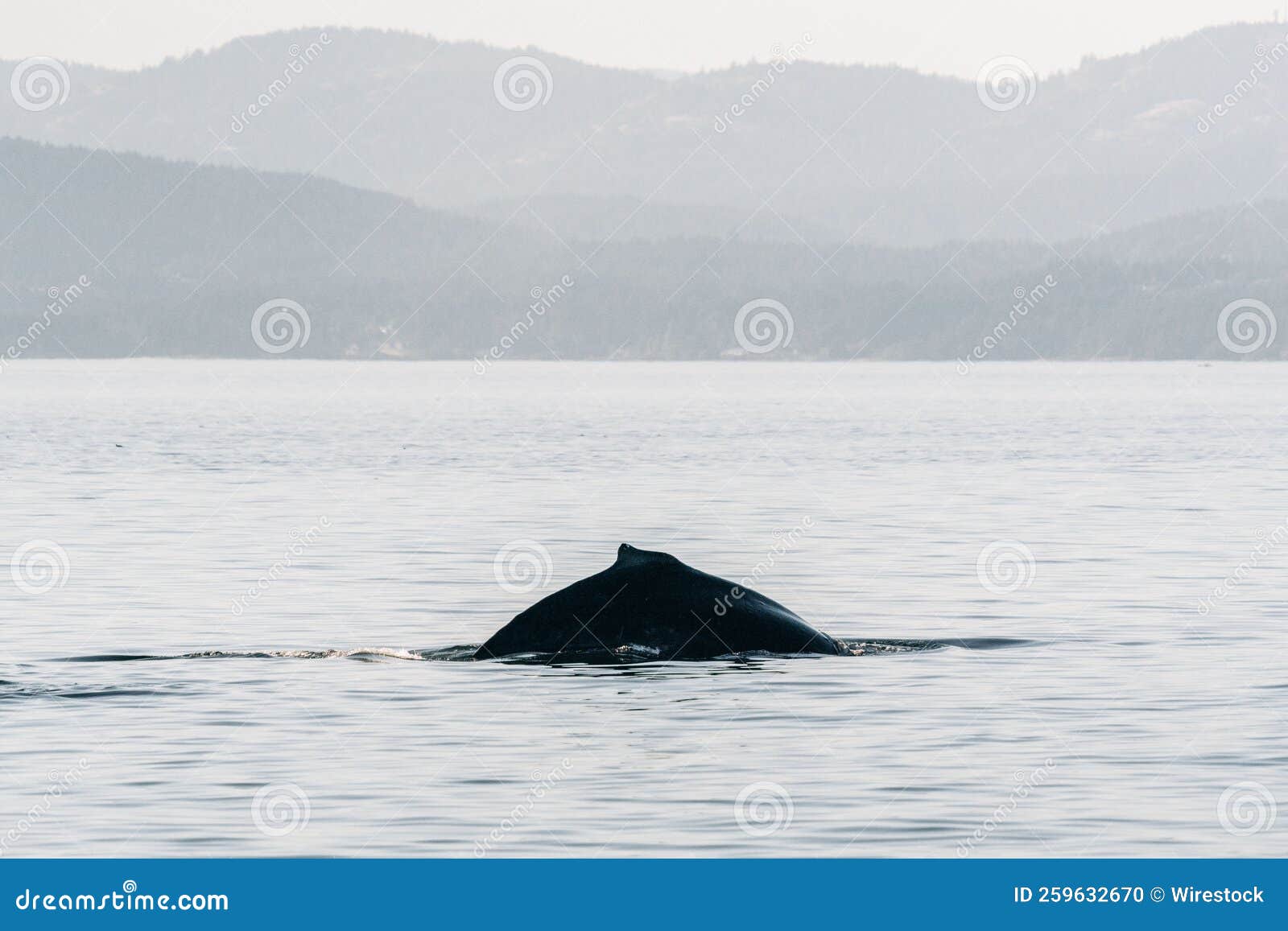 Peaceful Scene with a Lonely Humpback Whale in the Sea Stock Photo ...