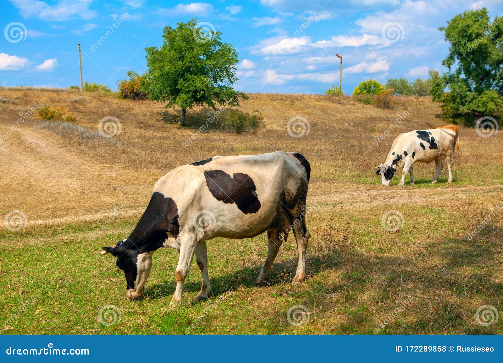 Peaceful scenery with cows stock photo. Image of countryside - 172289858