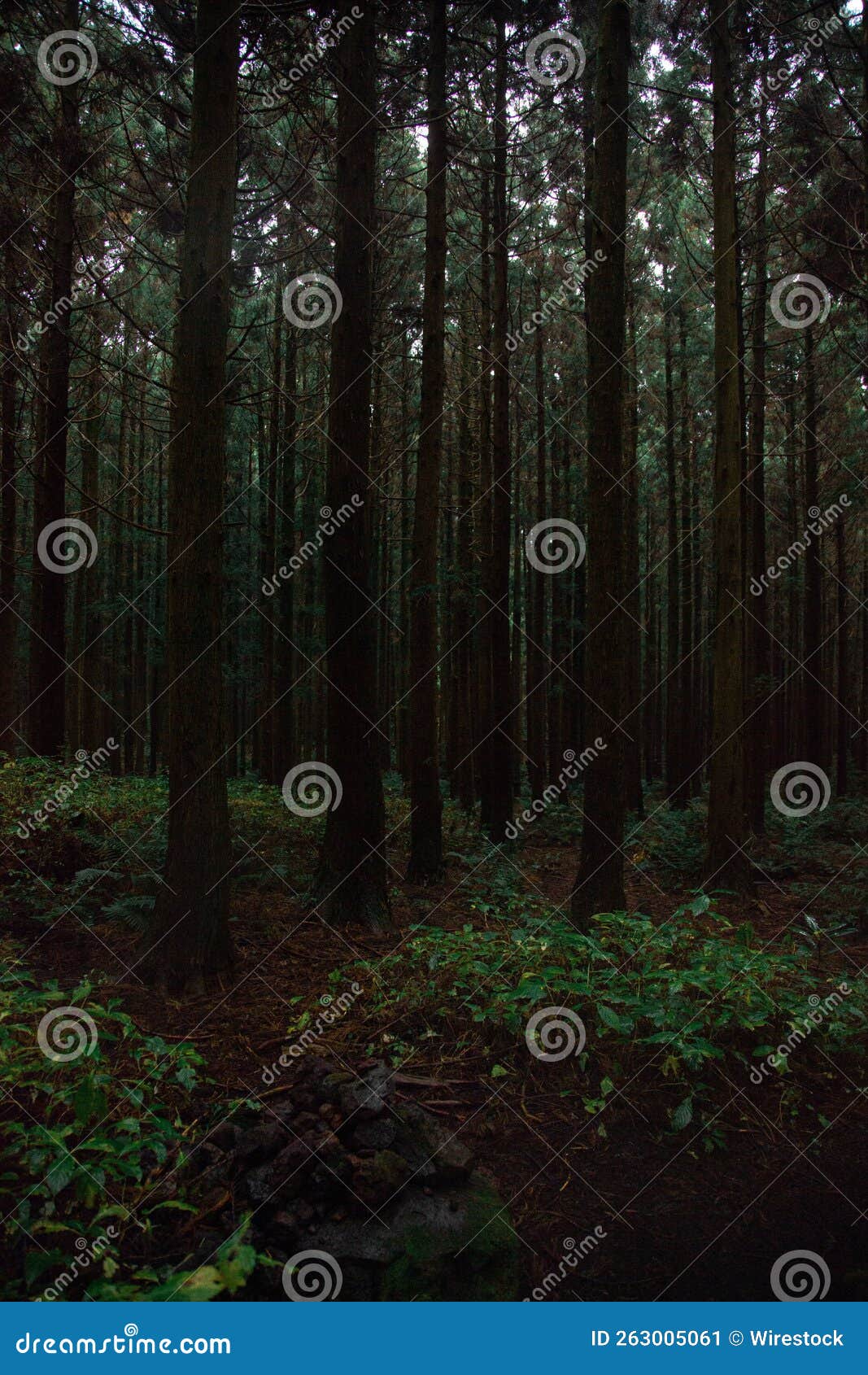 Scenery of Dark Woody Terrain Stock Image - Image of dark, wild: 263005061