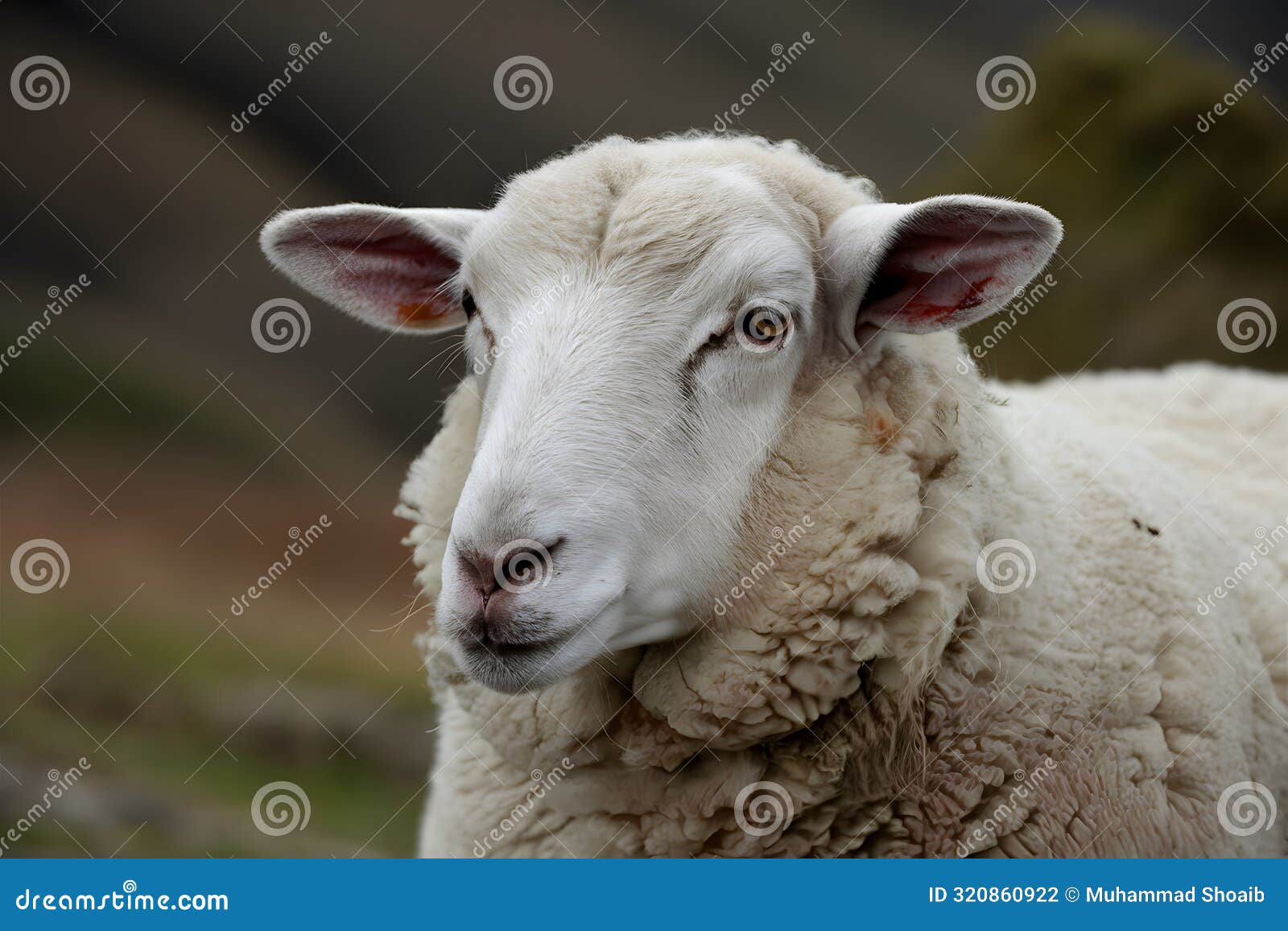 A Peaceful Sheep with Serene Expression and Woolly Fur in Natural ...