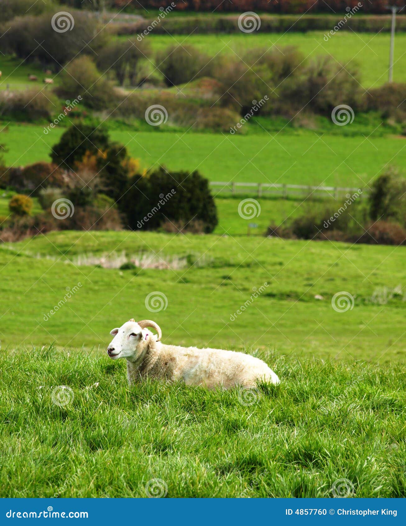 Peaceful Sheep Sitting in an Open Field Stock Photo - Image of wool ...