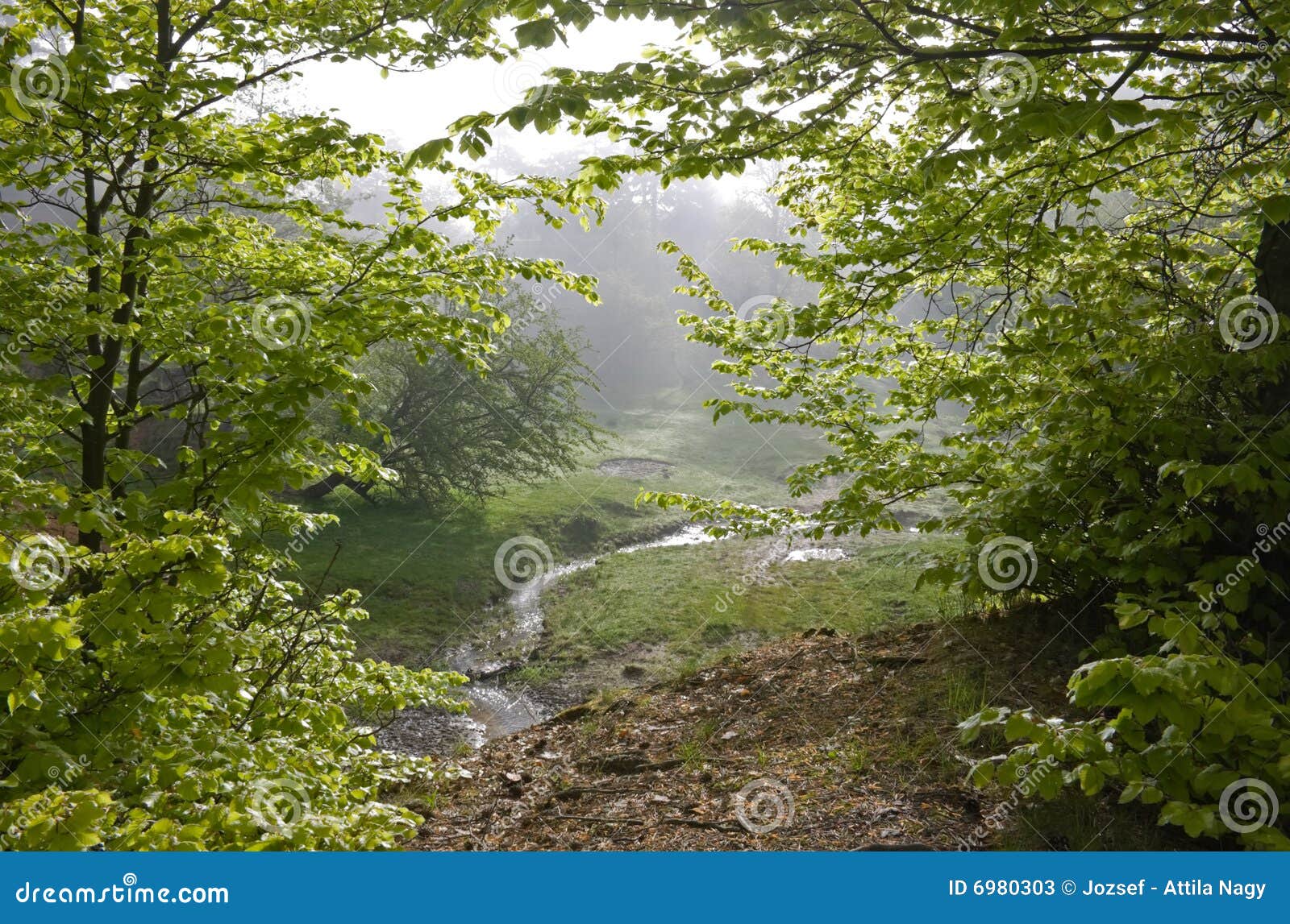 Peaceful Side of the Forest Stock Image - Image of vibrant, bush: 6980303