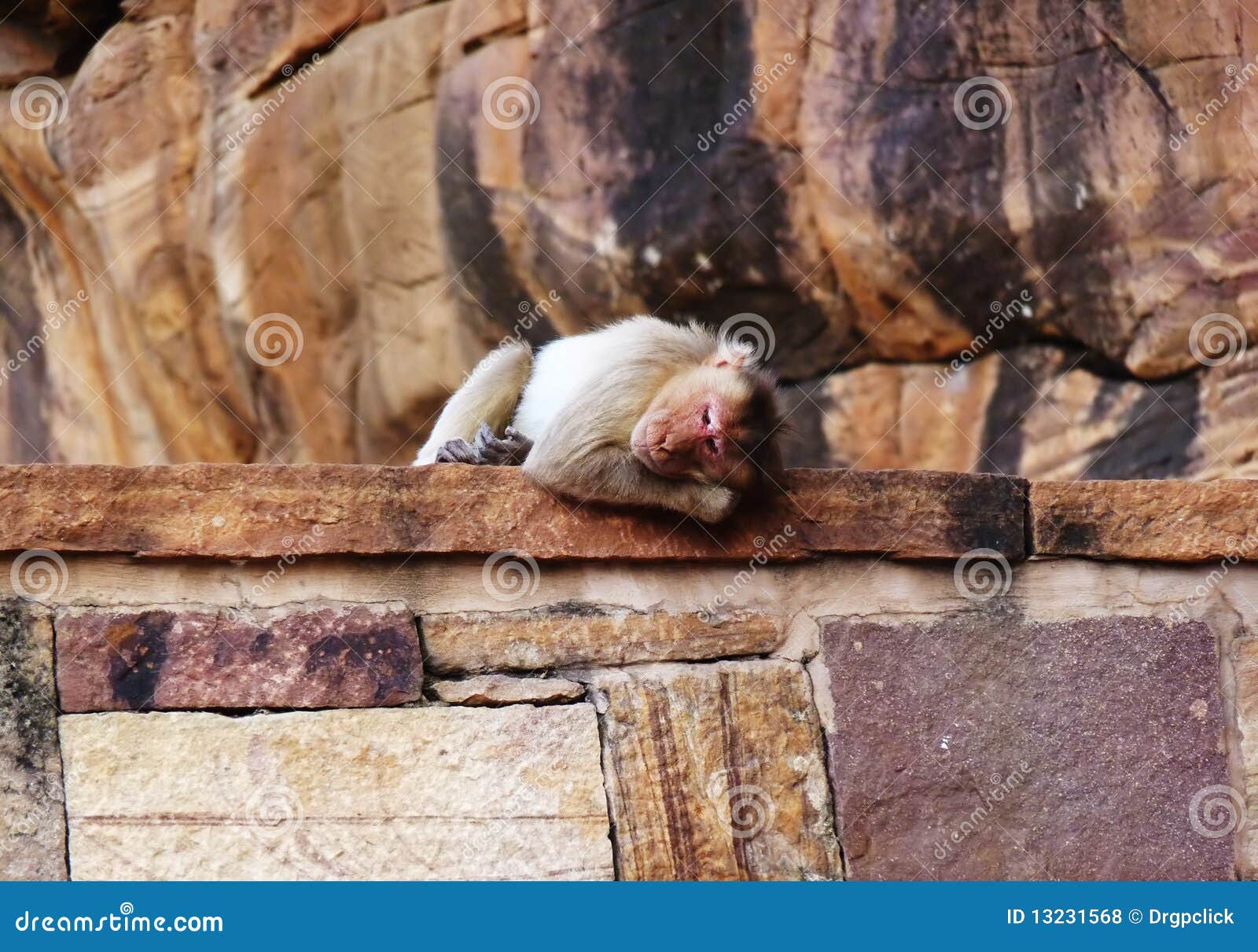 Peaceful sleeping monkey stock photo. Image of peace - 13231568