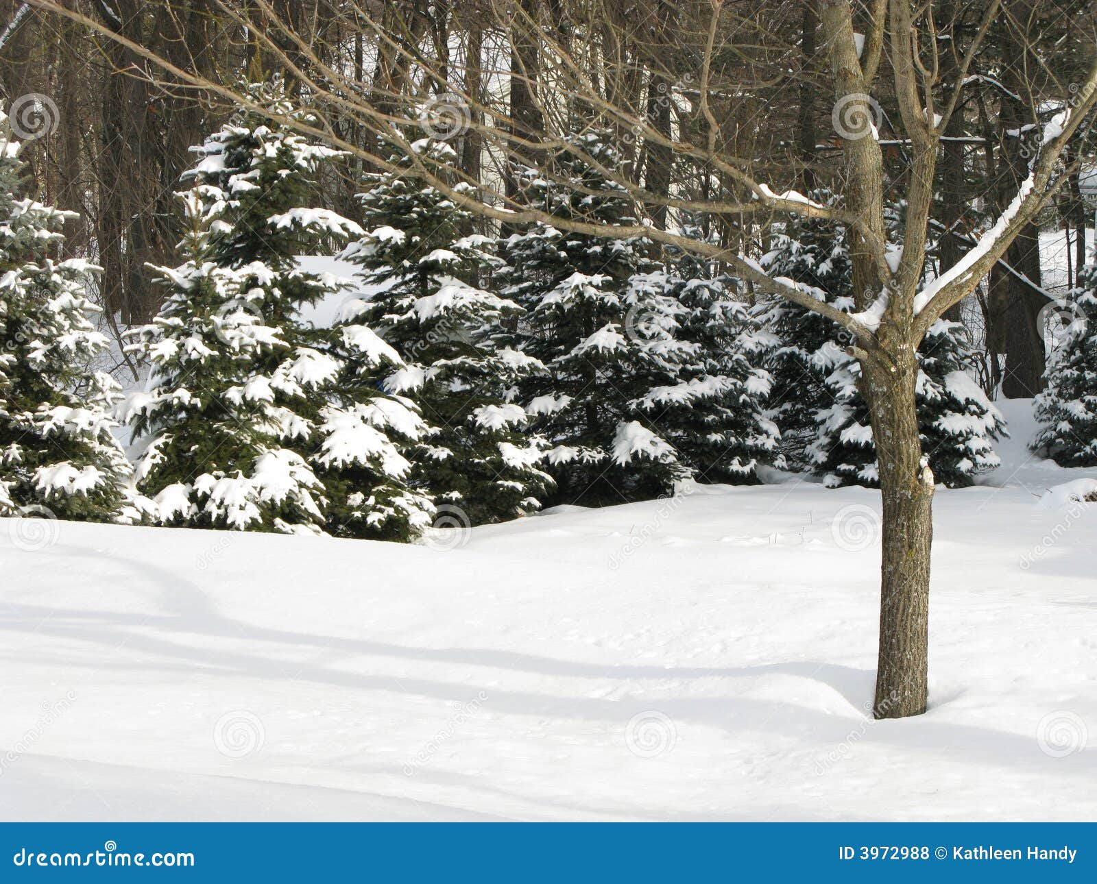 Peaceful Snow Scene stock photo. Image of wintry, january - 3972988