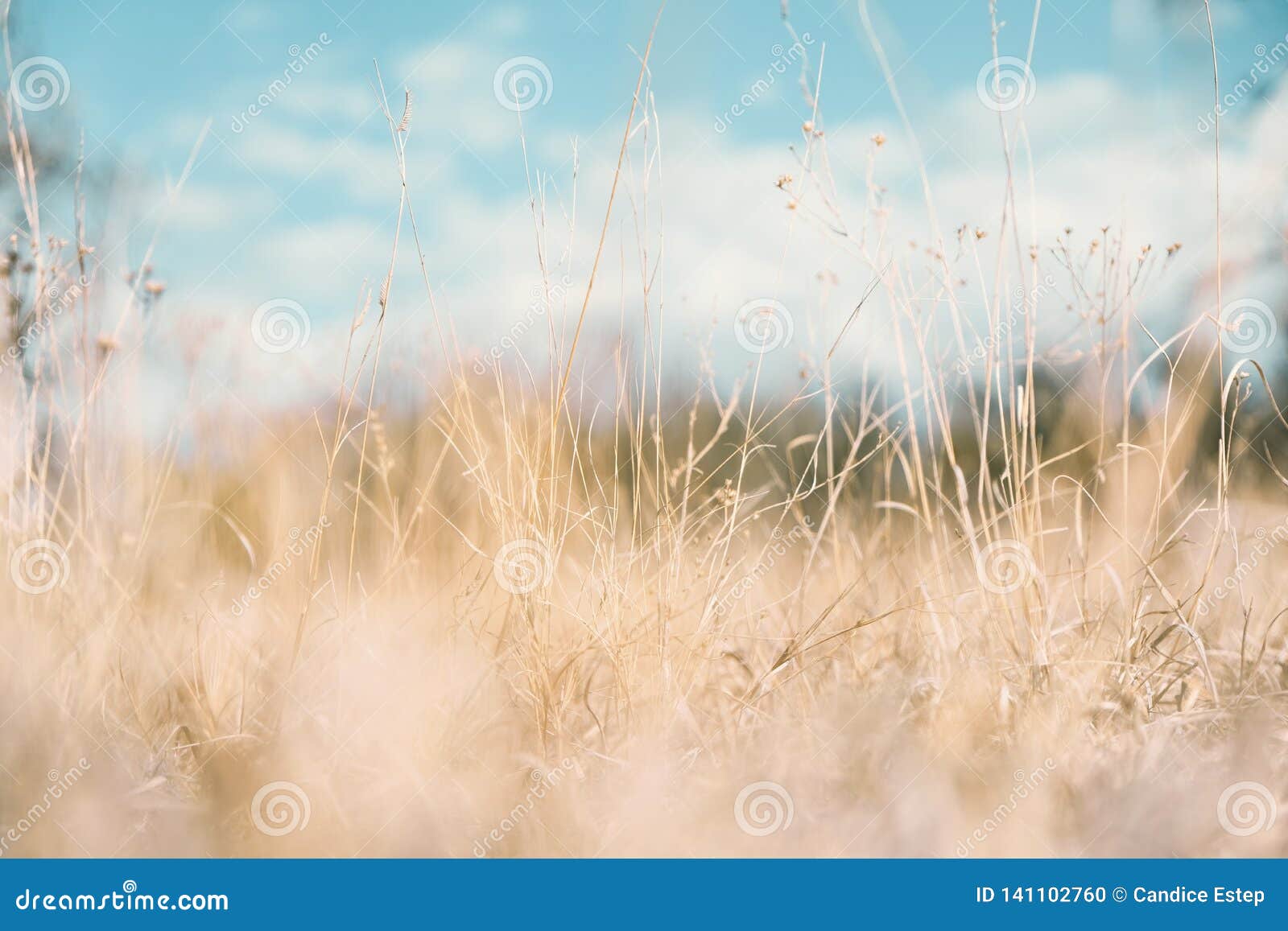 Soft Peaceful Spring Rural Pasture Grass in Field Stock Photo - Image ...