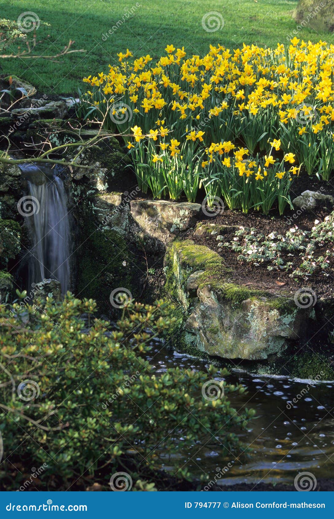 Peaceful Spring Rock Garden Stock Image - Image of keukenhof, green: 794777