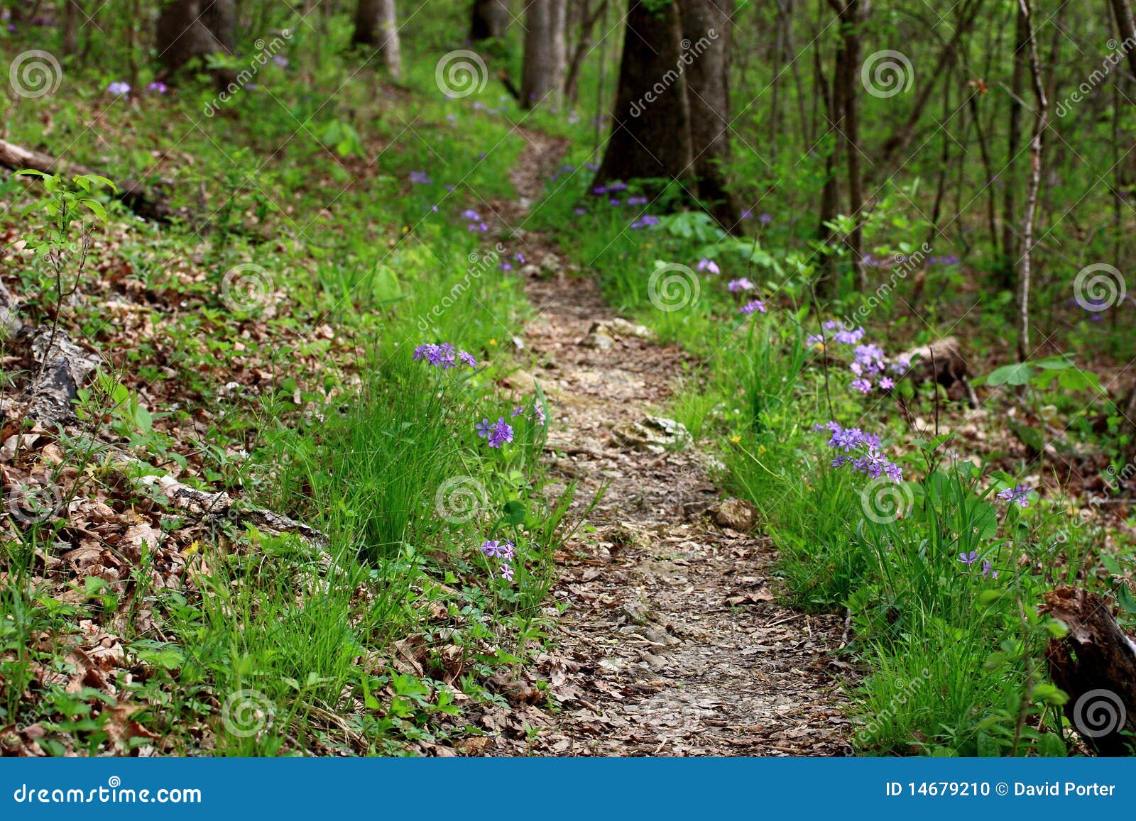 Peaceful Springtime Trail stock photo. Image of missouri - 14679210