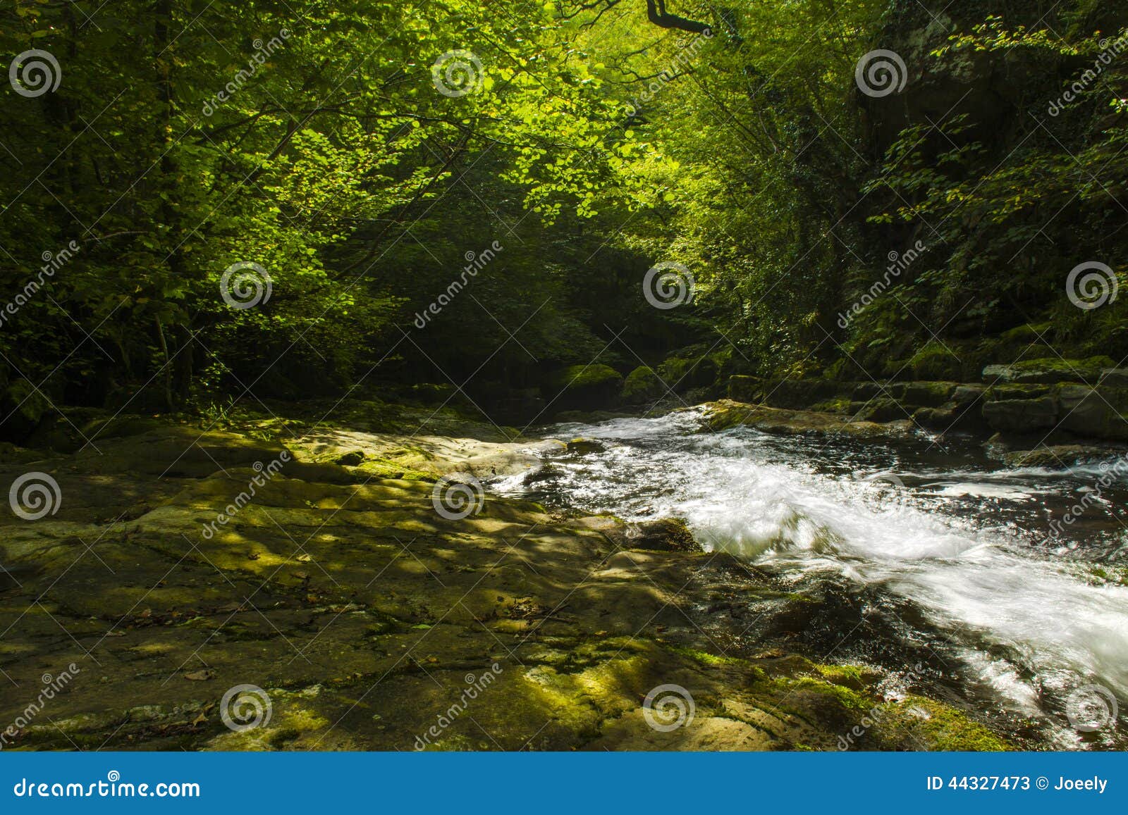 Peaceful Stream in a Beautiful Green Forest Stock Image - Image of ...