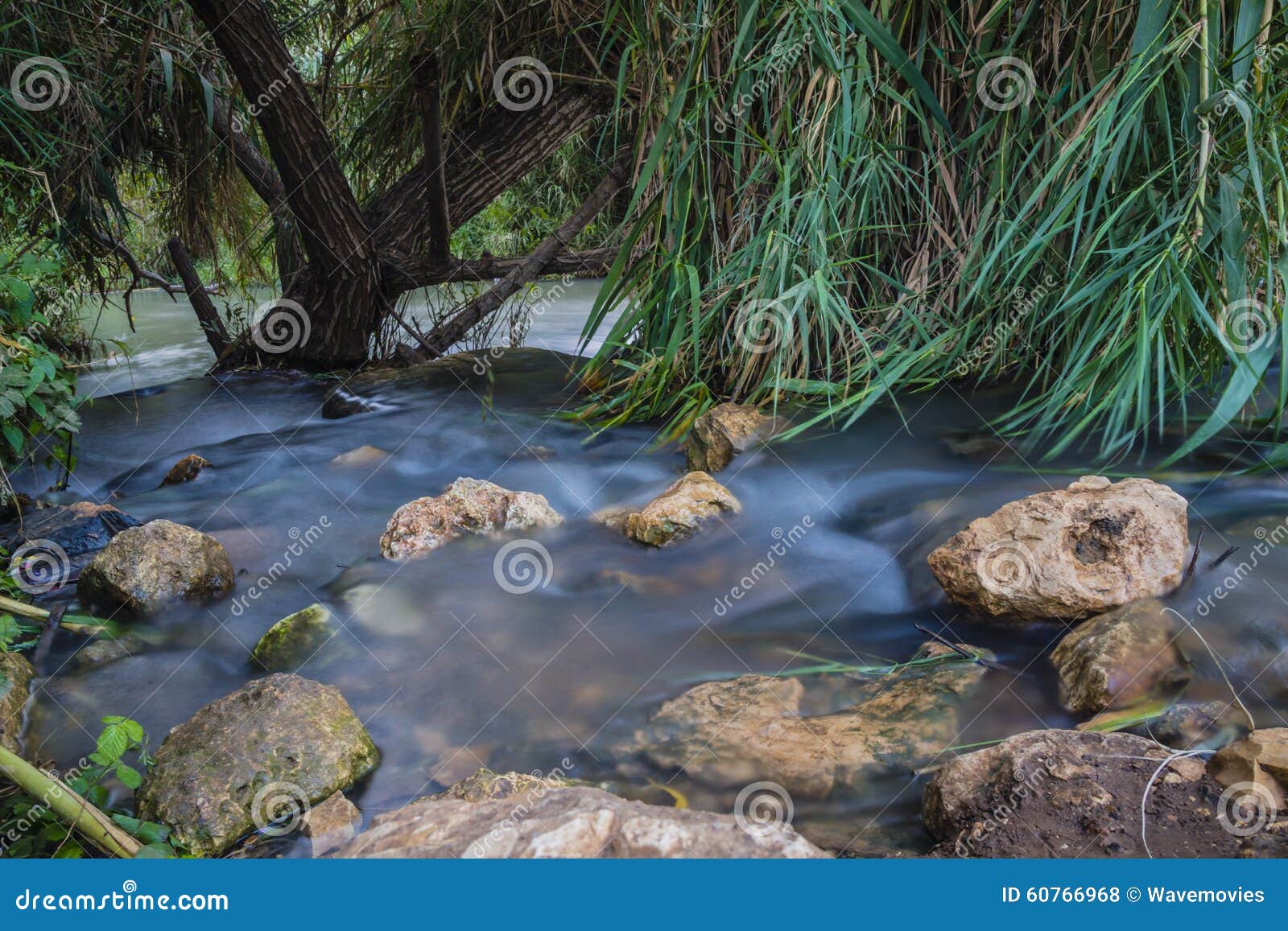 Peaceful Stream stock photo. Image of forestn, light - 60766968