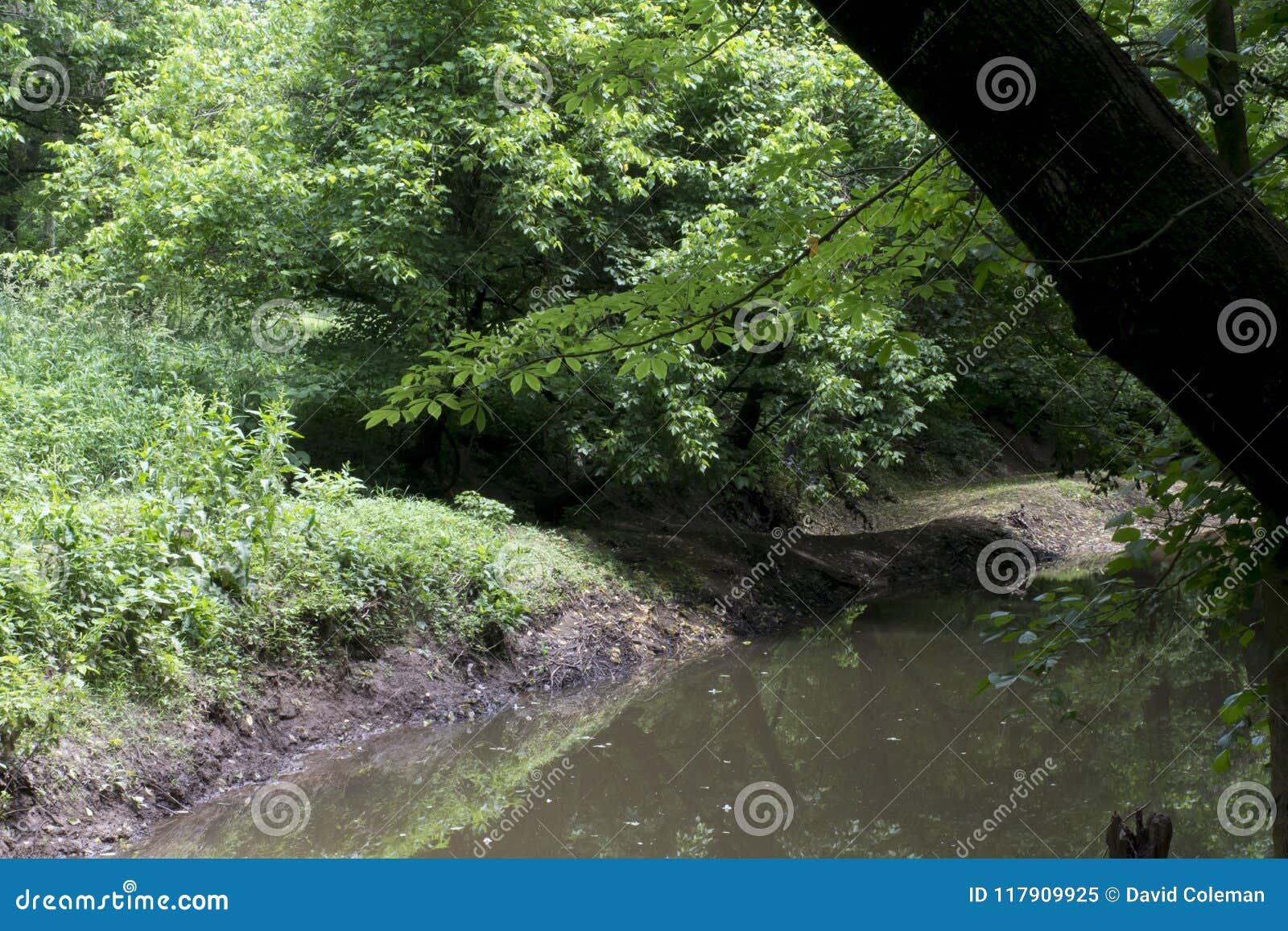 Peaceful Stream in the Forest Stock Image - Image of serene, growing ...