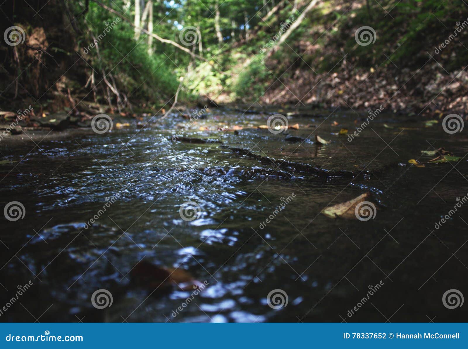 Peaceful Stream stock photo. Image of creek, calm, shot - 78337652
