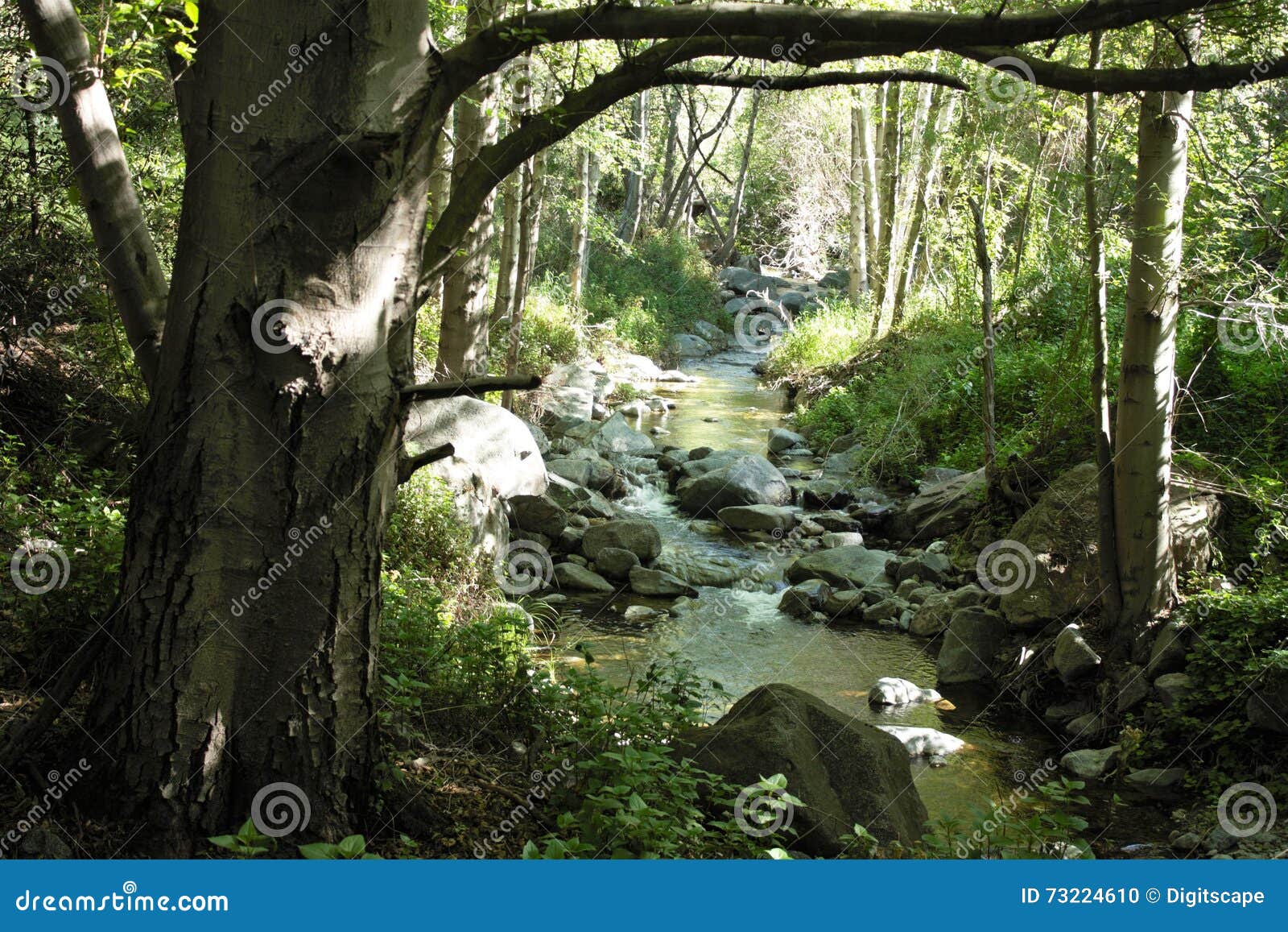 Tranquil Stream stock photo. Image of vegetation, surrounded - 73224610