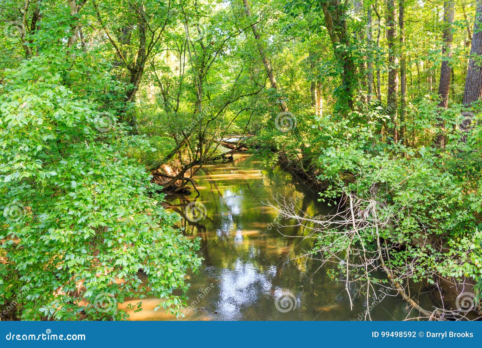 Peaceful Stream stock photo. Image of foilage, stream - 99498592