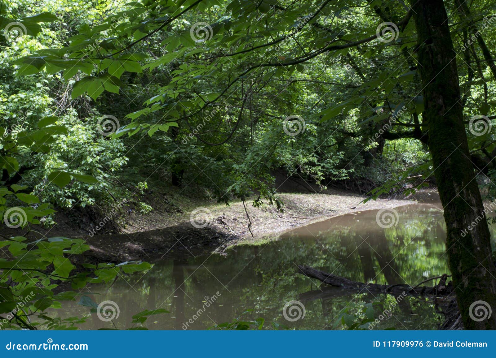 Peaceful Stream in the Forest Stock Photo - Image of overhanging ...