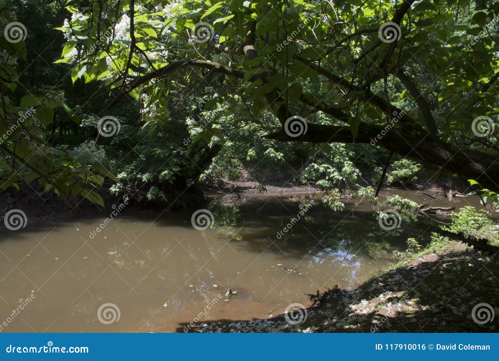 Peaceful Stream in the Forest Stock Photo - Image of forest, leaves ...