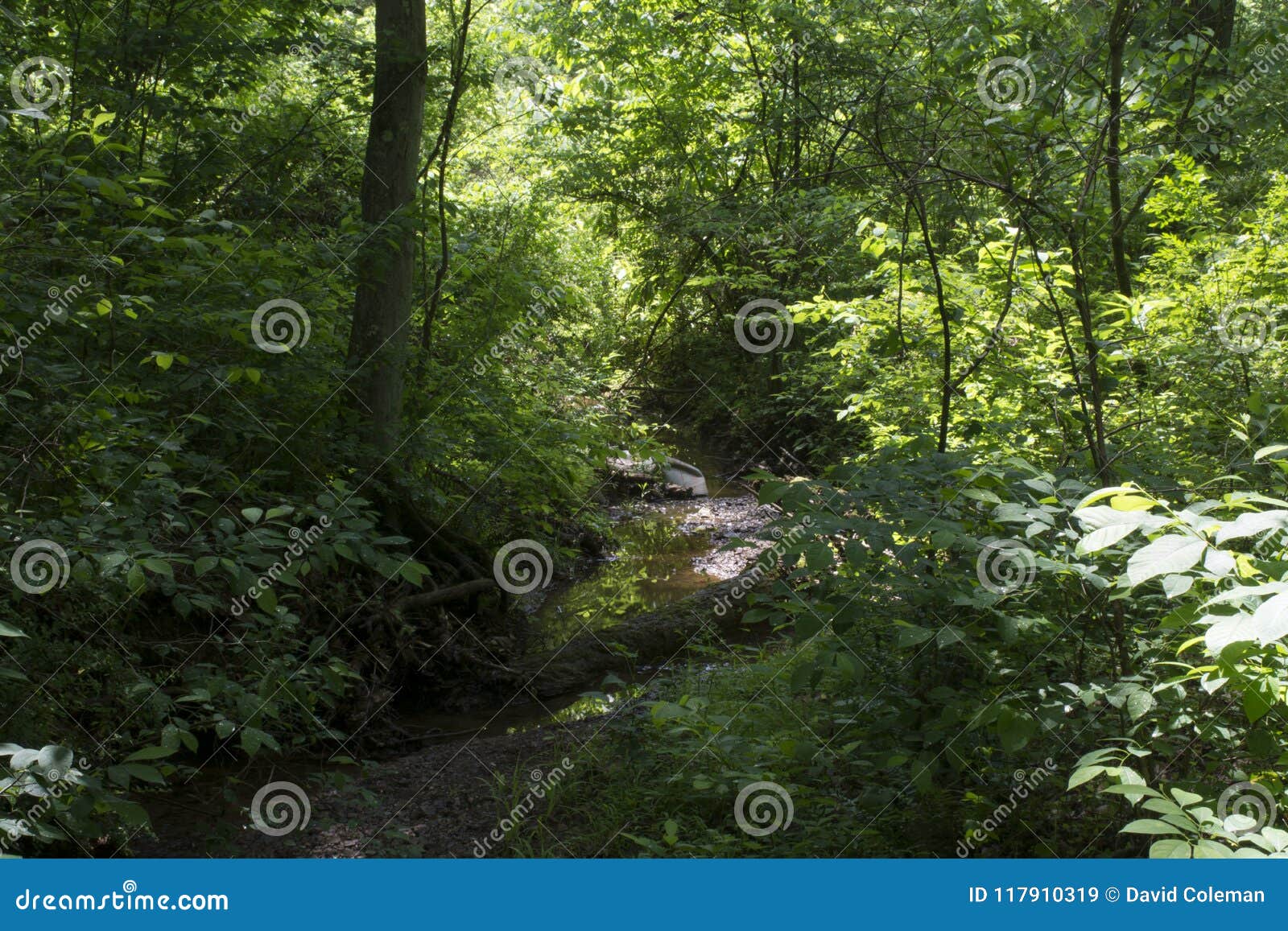 Peaceful Stream in the Forest Stock Image - Image of bank, overhanging ...