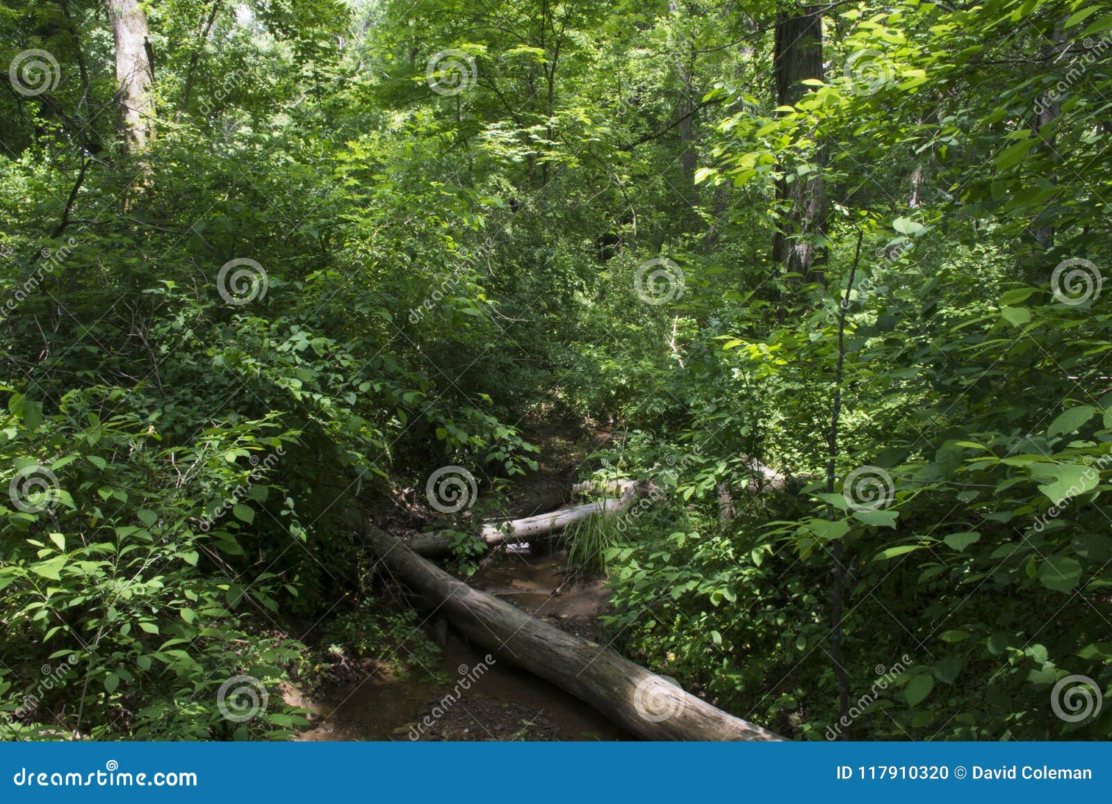 Peaceful Stream in the Forest Stock Photo - Image of overhanging, river ...