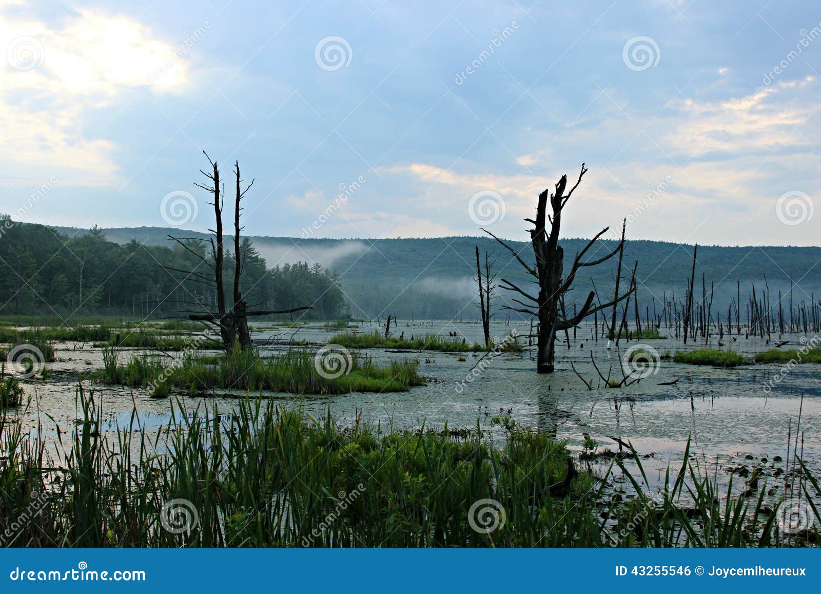 Peaceful Swamp stock photo. Image of area, blue, night - 43255546