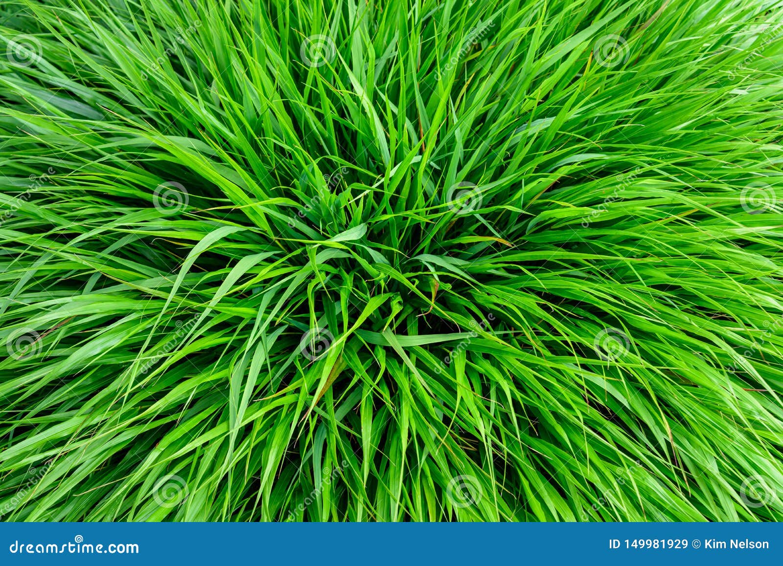 Peaceful Texture Of Green Japanese Forest Grass As A Natural Background Stock Image Image Of