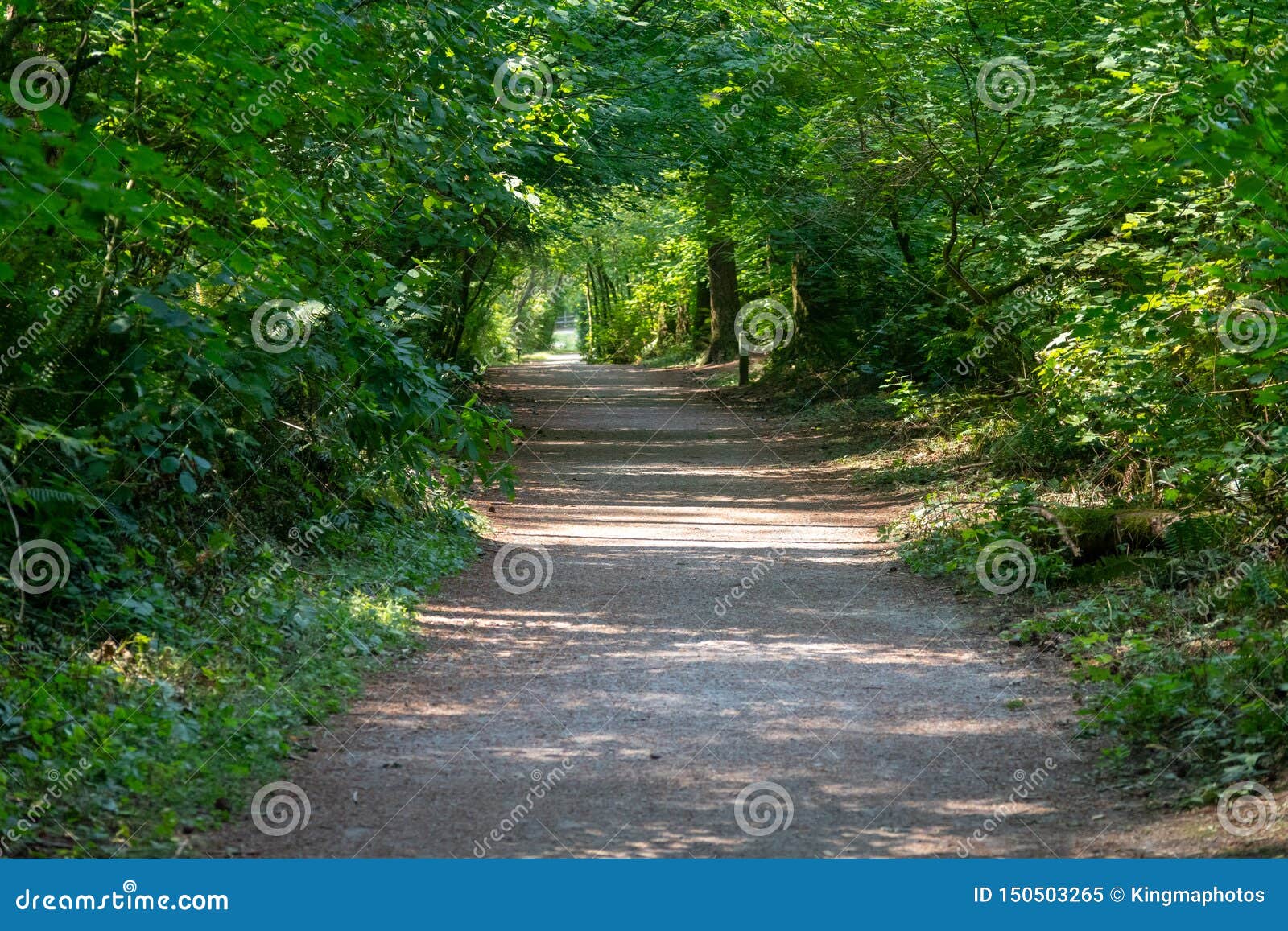 A Peaceful Tranquil Path or Trail into the Empty Forest Pressing into ...