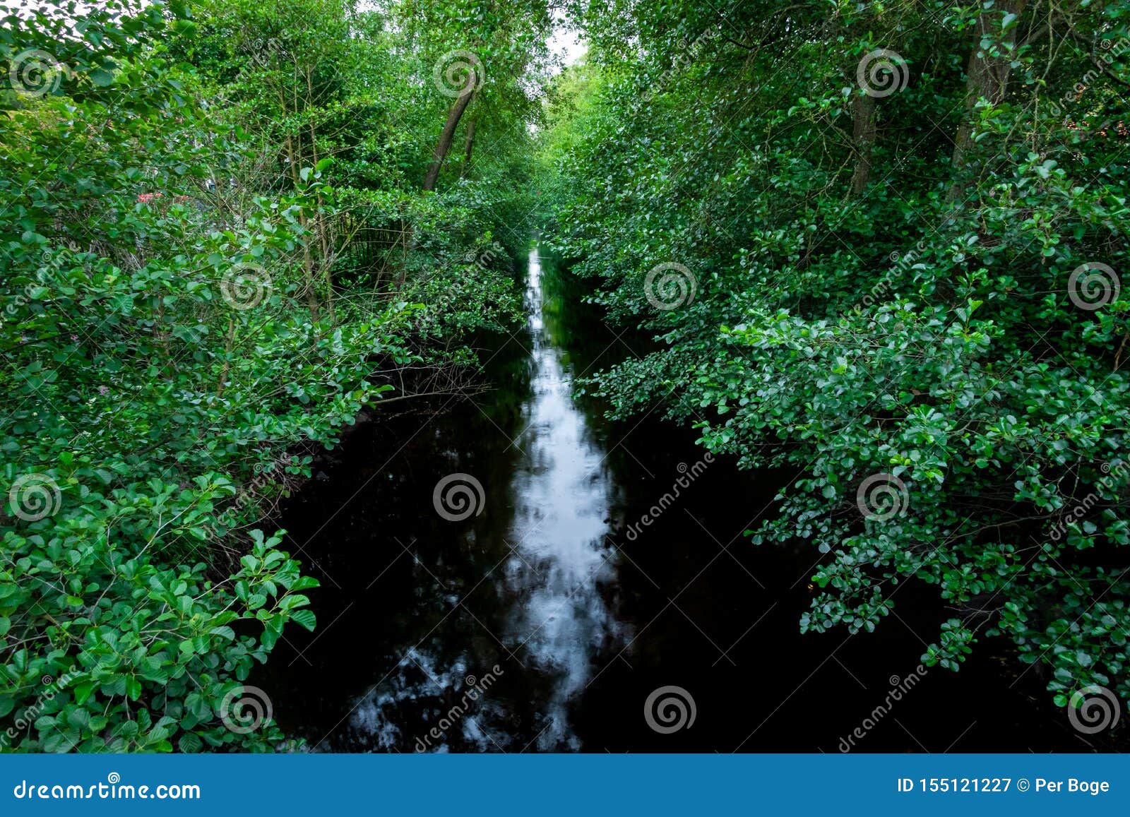 Peaceful and Tranquil Stream with Dark Water in a Forest Glade and ...