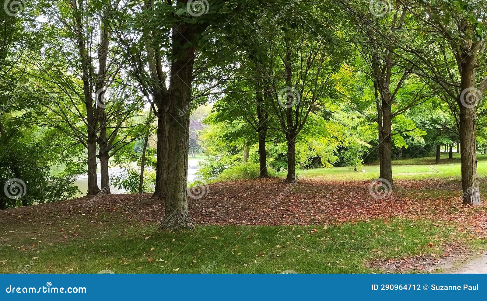 Peaceful Tranquil Tree Setting Ground with Dead Leaves Stock Photo ...
