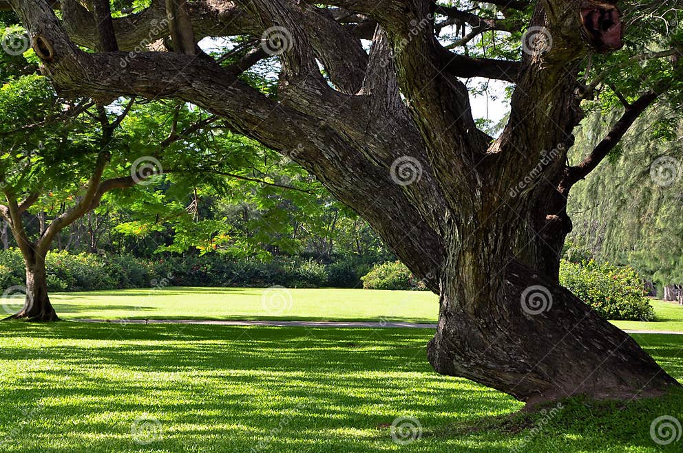 Peaceful tree stock image. Image of tranquility, forest - 20180703