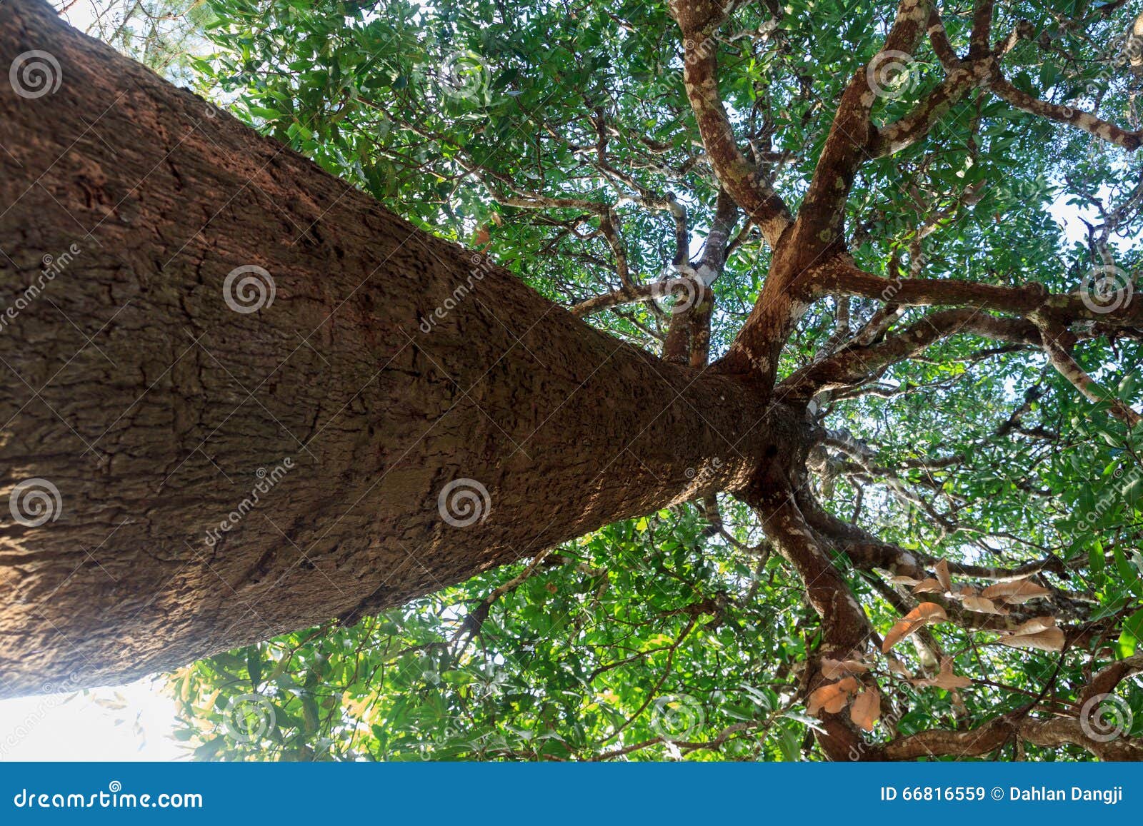 Peaceful tree stock image. Image of great, bark, cool - 66816559