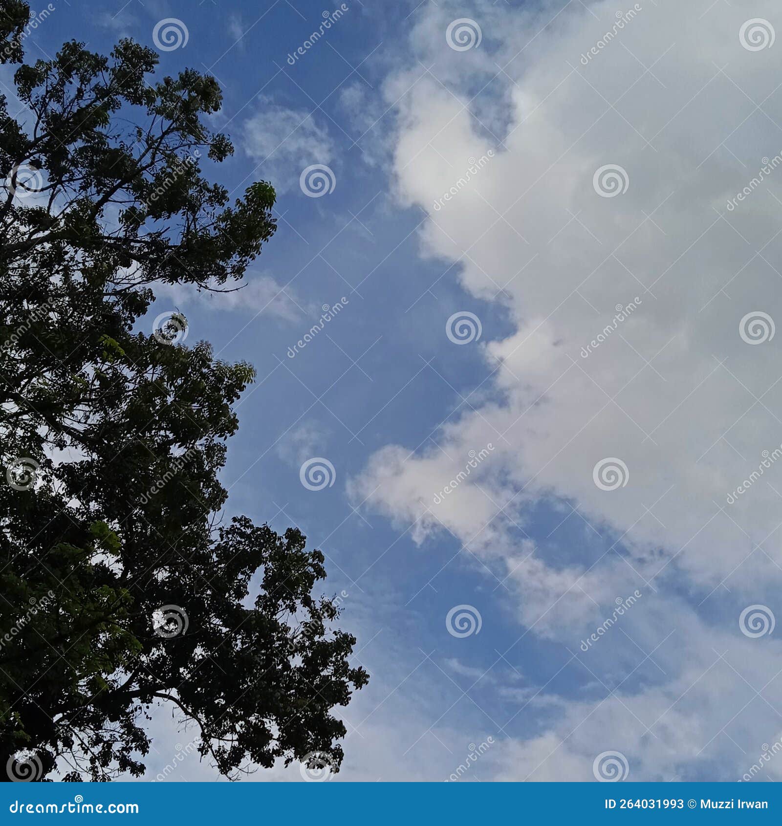 Peaceful tree and cloud stock image. Image of forest - 264031993