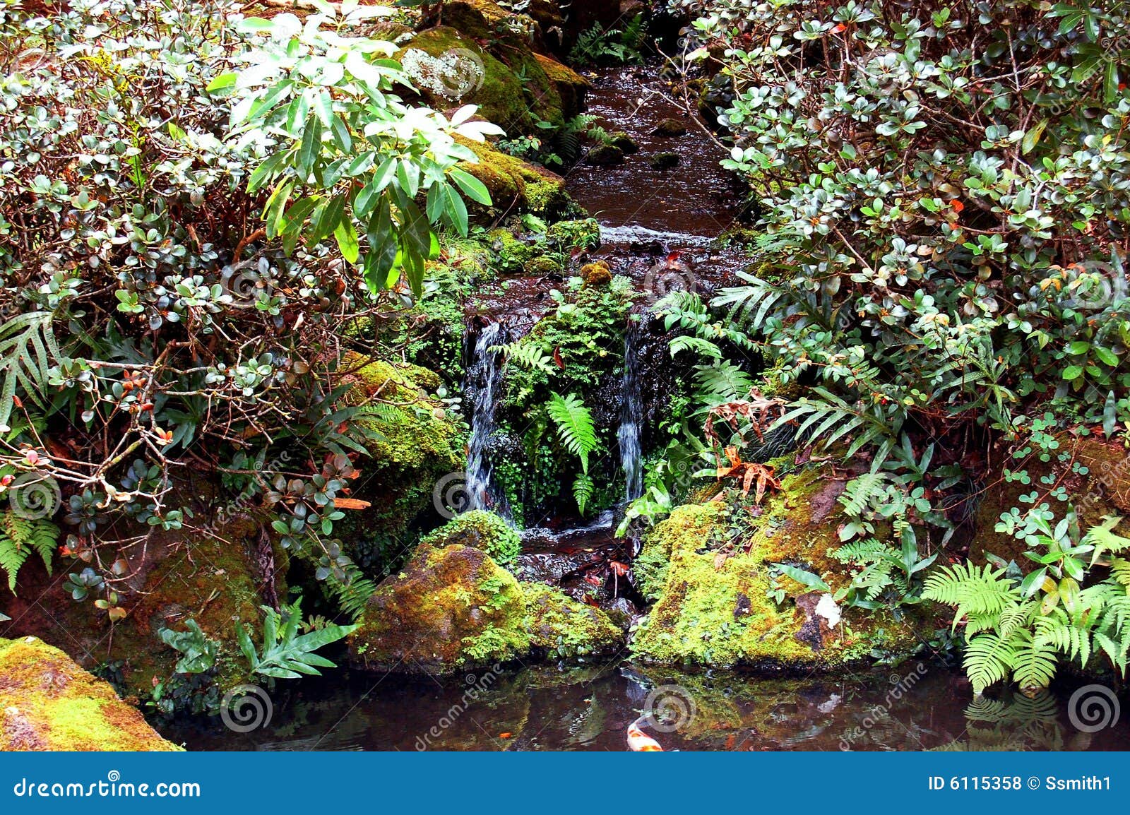 Peaceful tropical brook stock photo. Image of tropical - 6115358