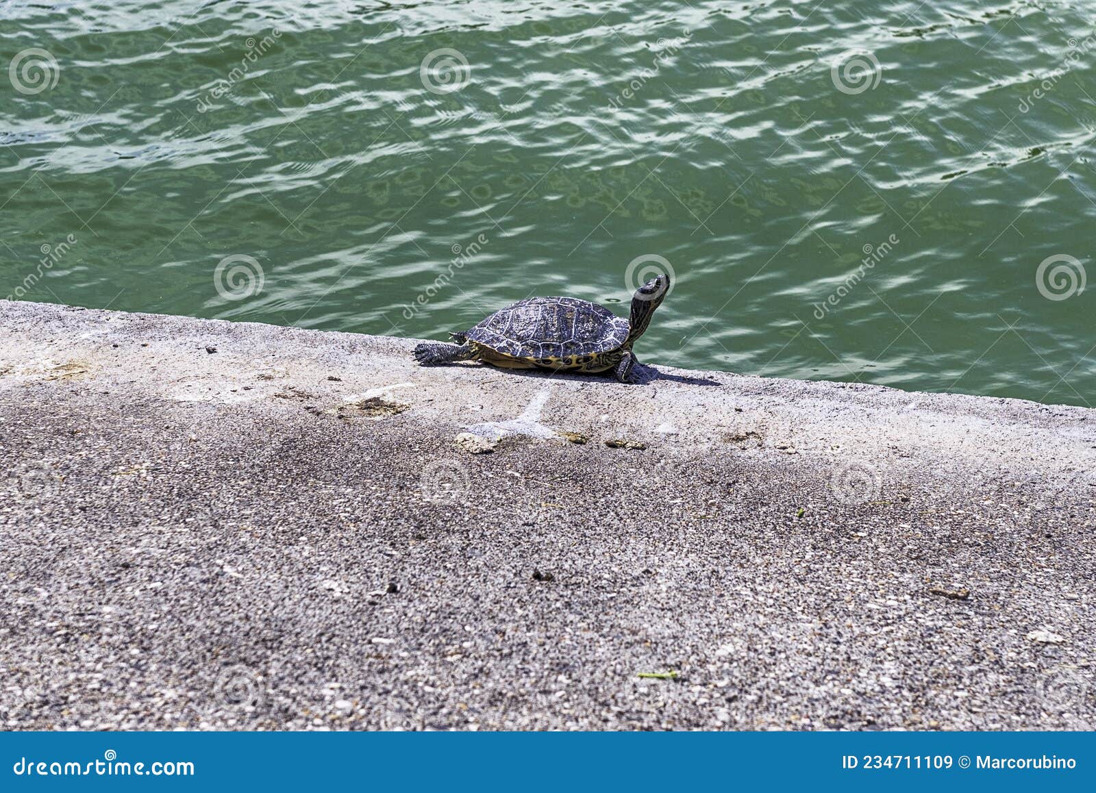 Peaceful Turtle Taking a Sunbath in Rome, Italy Stock Image - Image of ...