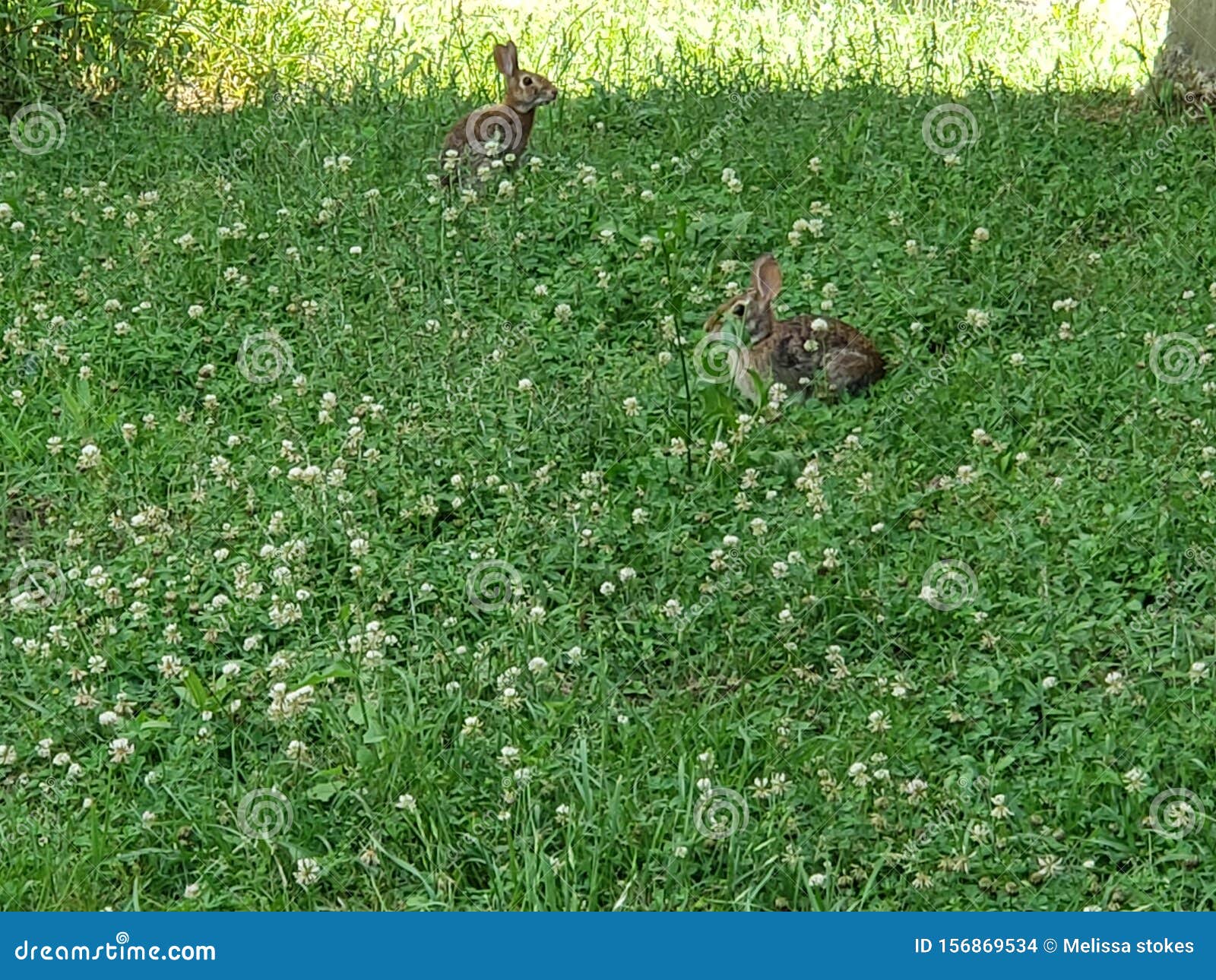 Peaceful Very Wild, Beautiful Rabbits Stock Photo - Image of ...