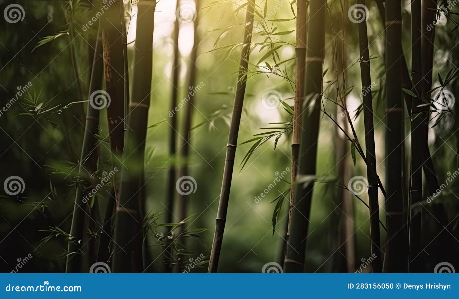 A Peaceful View of Bamboo Trees in a Forest with a Blurred Background ...