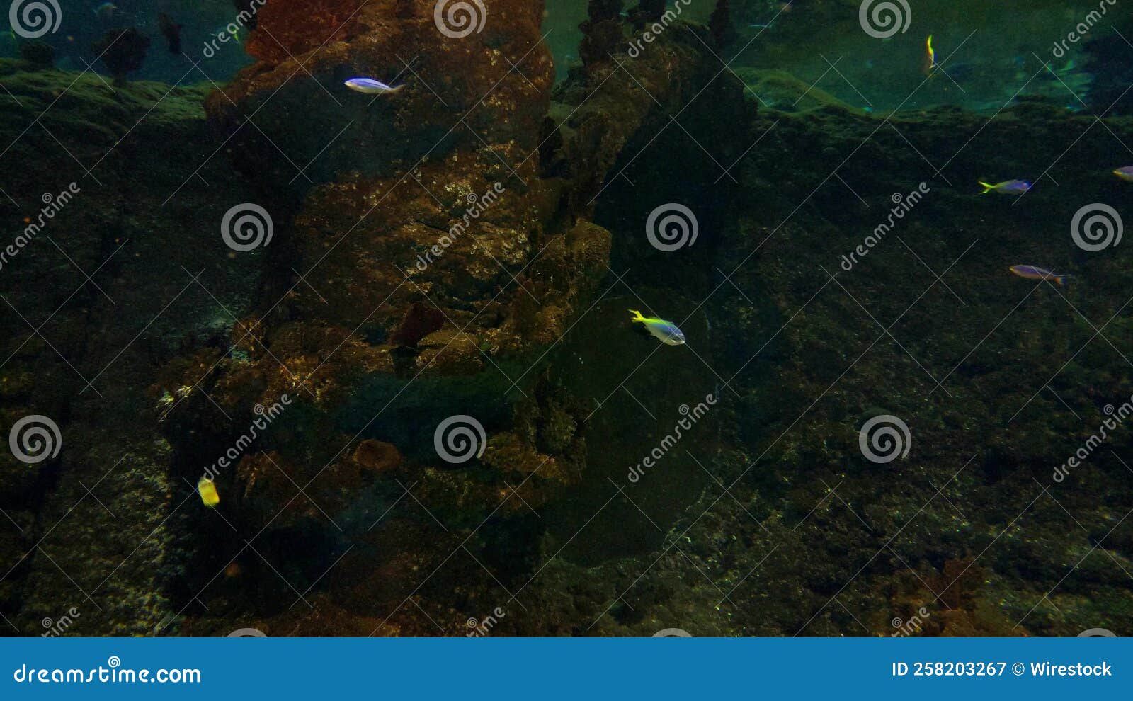 Peaceful View of Various Colorful Fish Swimming in the Aquarium Stock ...
