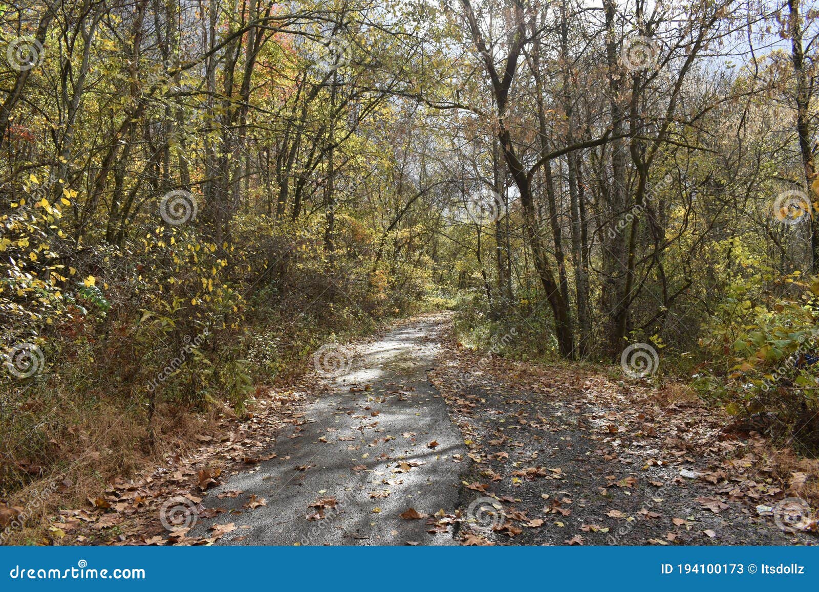 Peaceful Walk in the Forest Stock Image - Image of footpath, peaceful ...