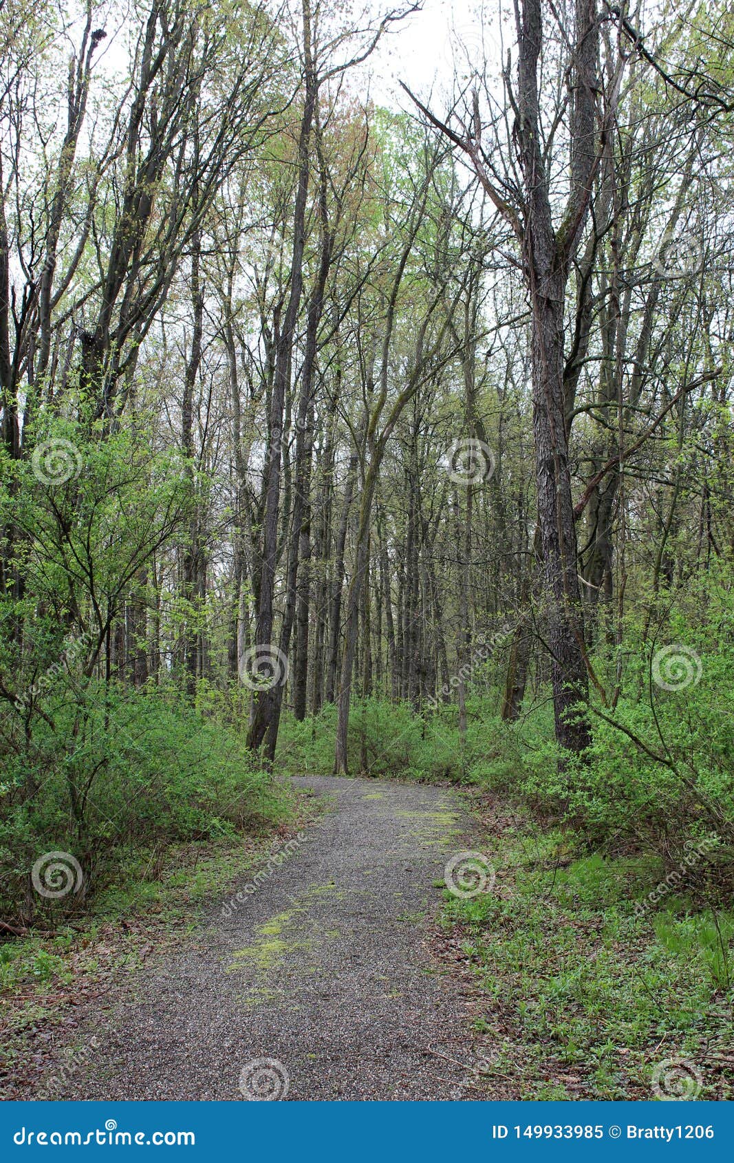 Peaceful Walk in the Woods with Rows of Bare-branched Trees Lining Both ...