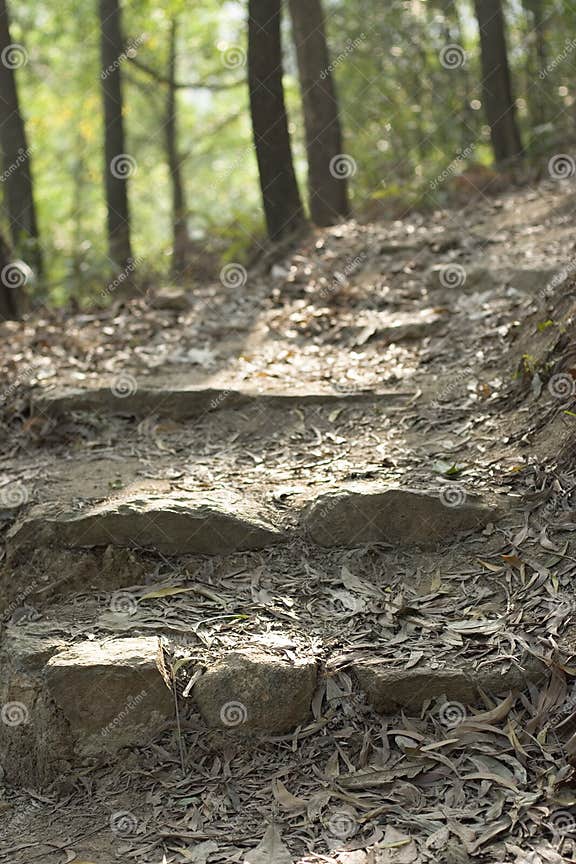 Peaceful Walkway, Beautiful Forest Path at Hk Stock Photo - Image of ...