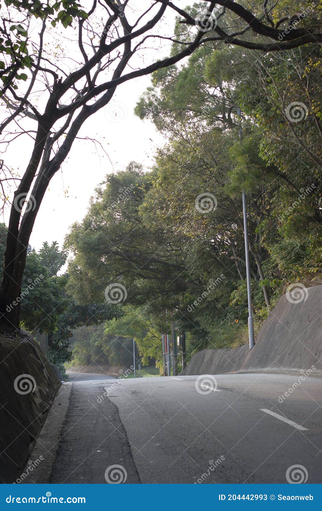 A Peaceful Walkway, Beautiful Forest Path at Hk Editorial Stock Photo ...