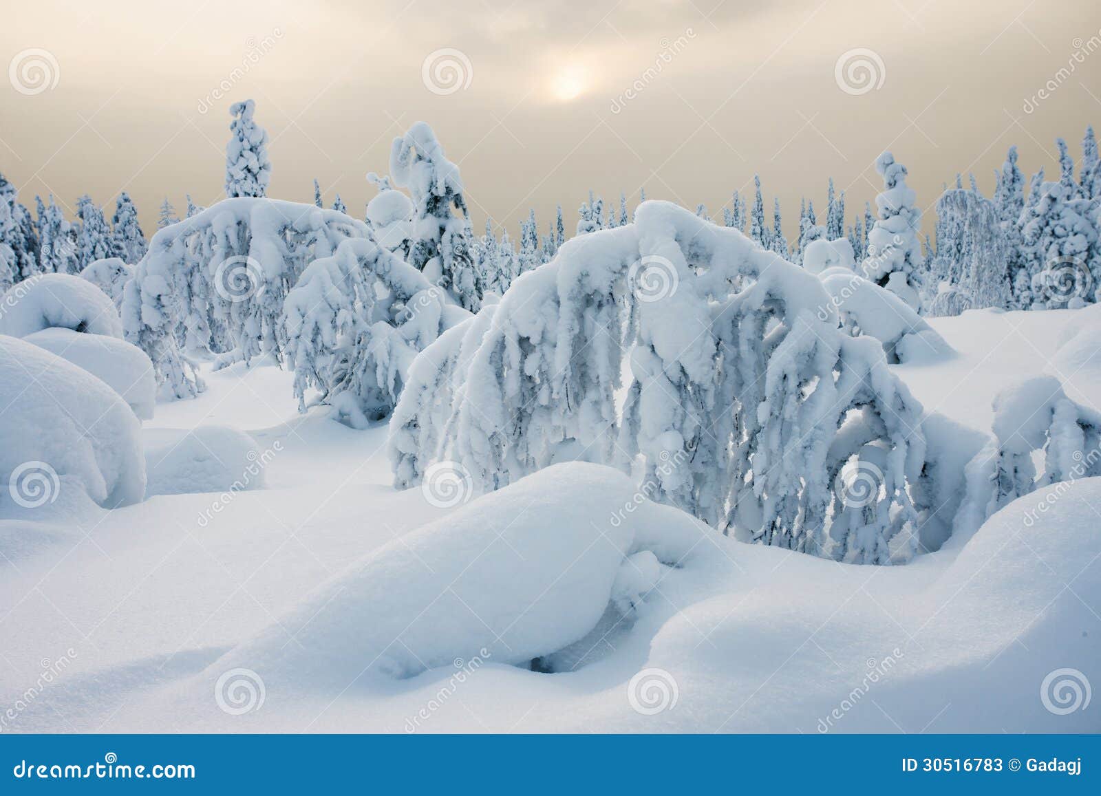 Peaceful winter day stock image. Image of clear, firs - 30516783